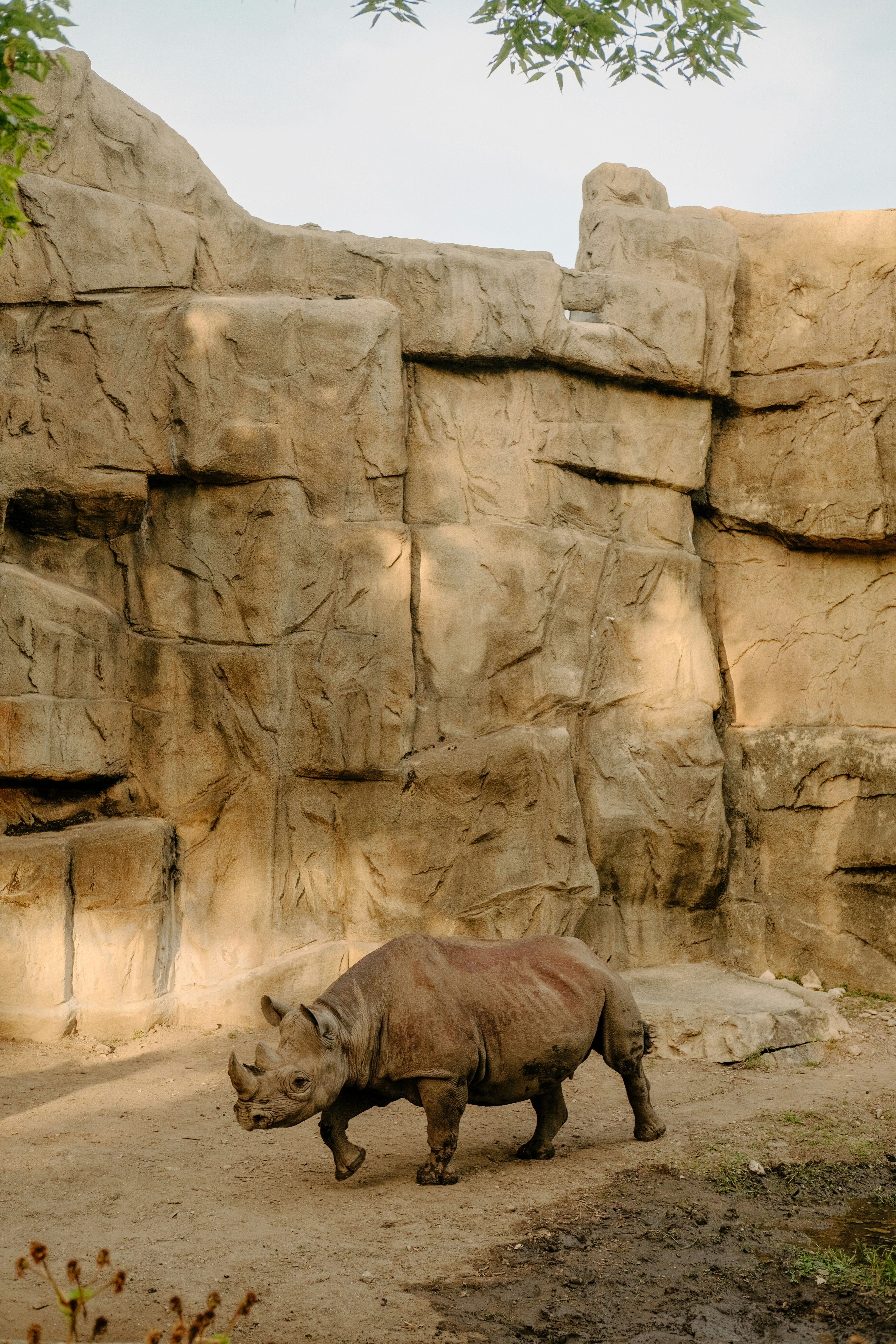 A lone rhinoceros walks along a dirt path beside rugged rock formations; the scene is sunlit with shadows from nearby foliage, suggesting a zoo enclosure or natural habitat exhibit.