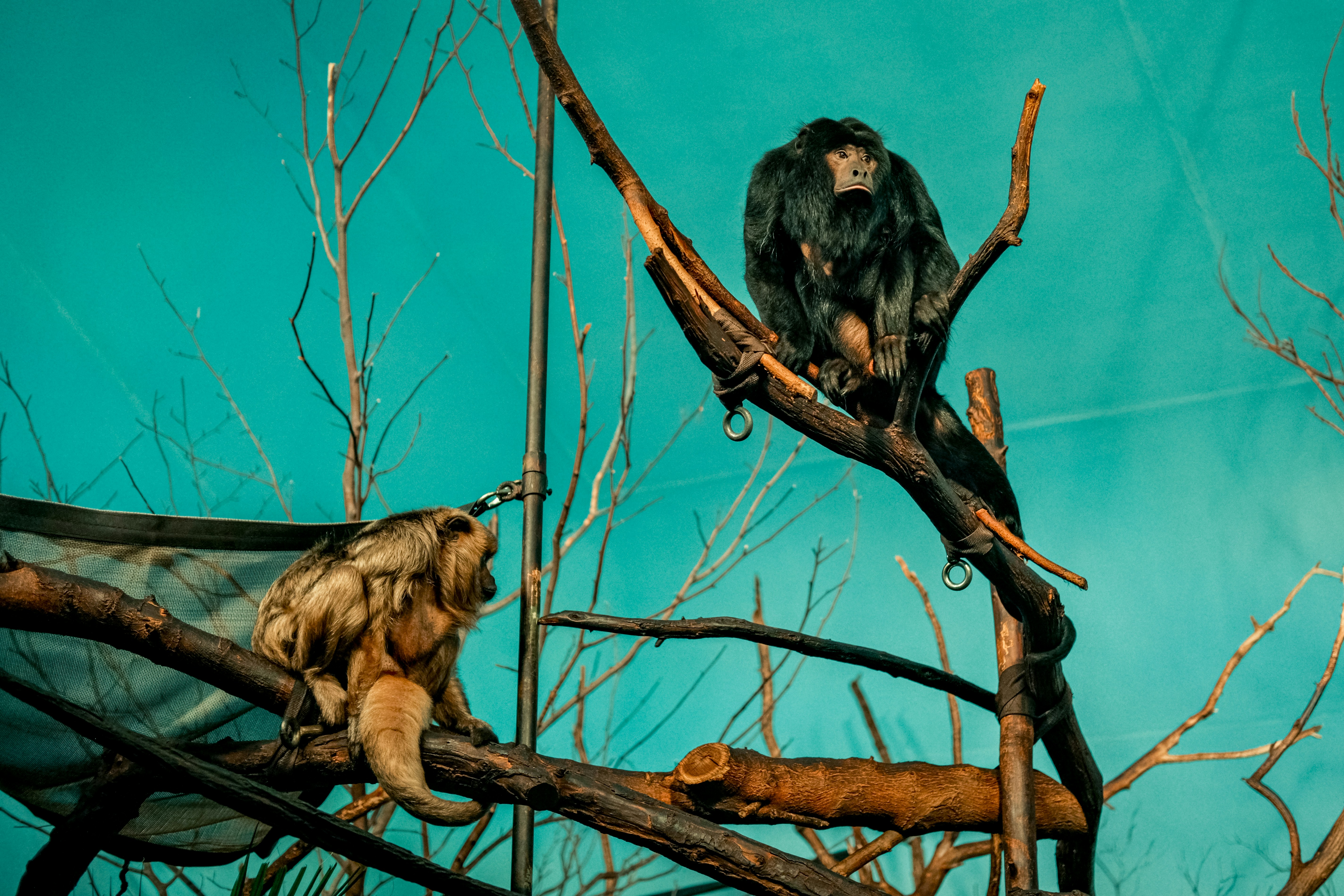 A Pair of Gentle Apes Perched Amid Bare Branches Under a Teal Sky