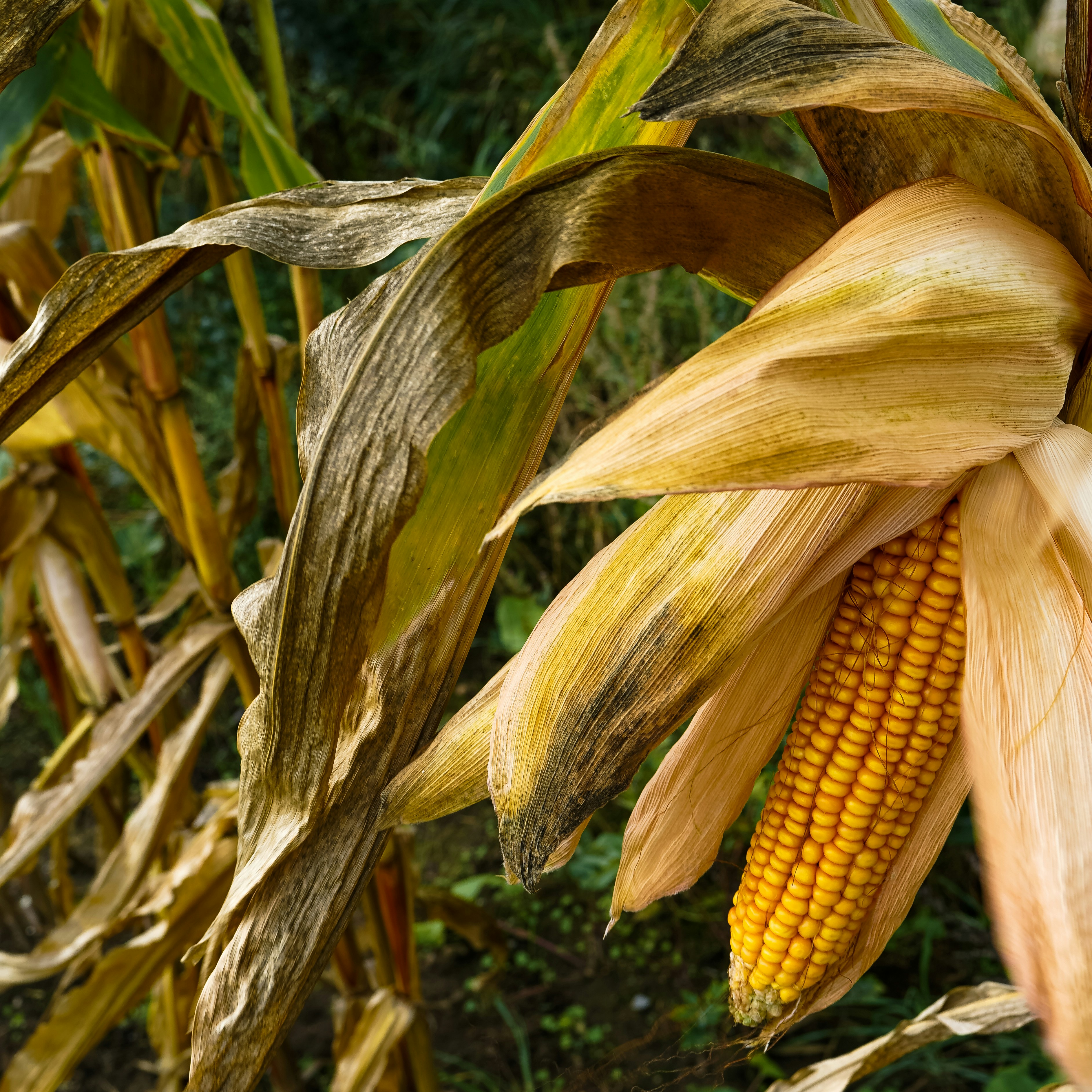 Golden Harvest in a Cornfield: A Close-Up of Maturity