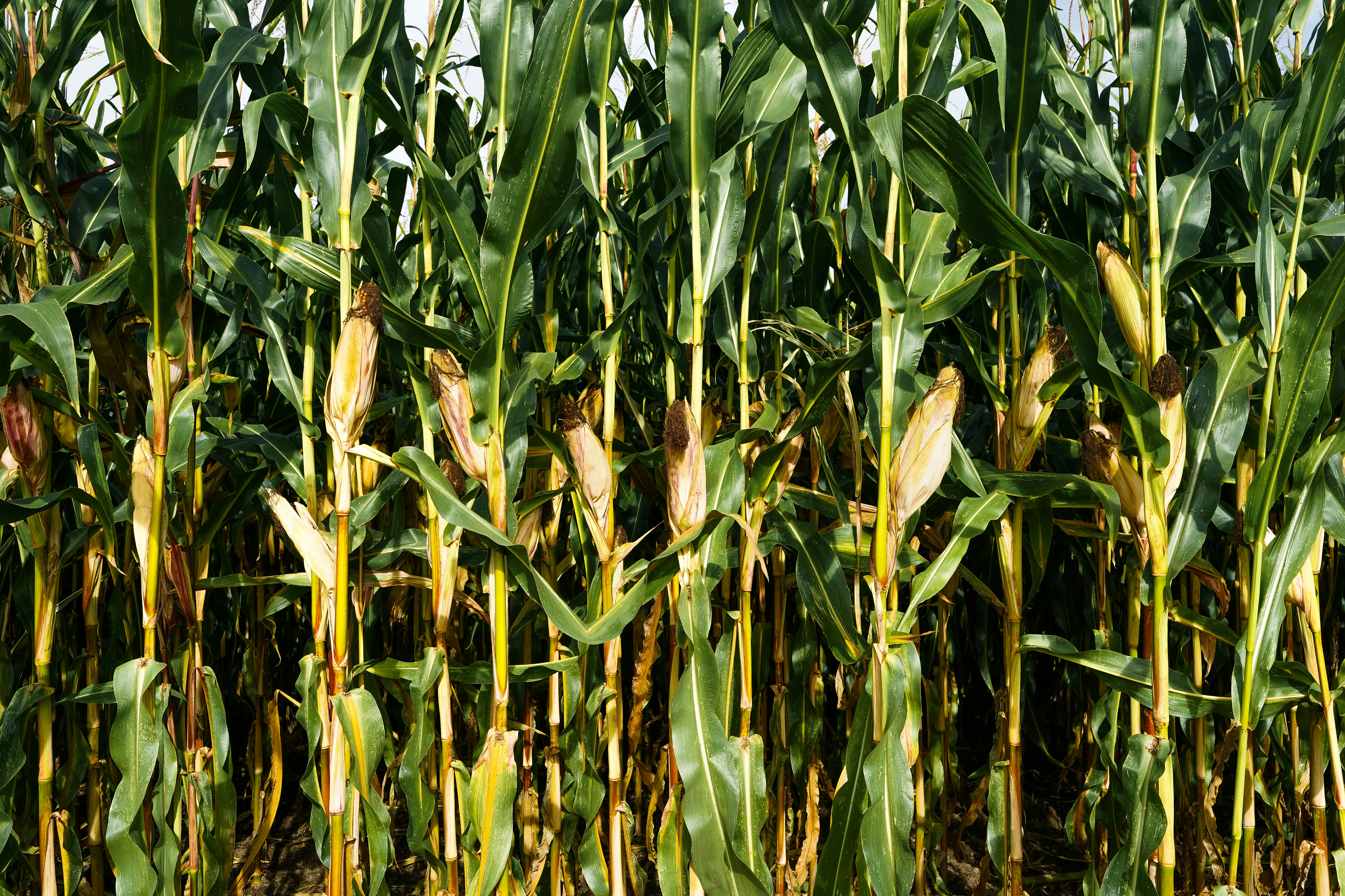 Whispers of Corn: A Dense Corridor of Corn Stalks