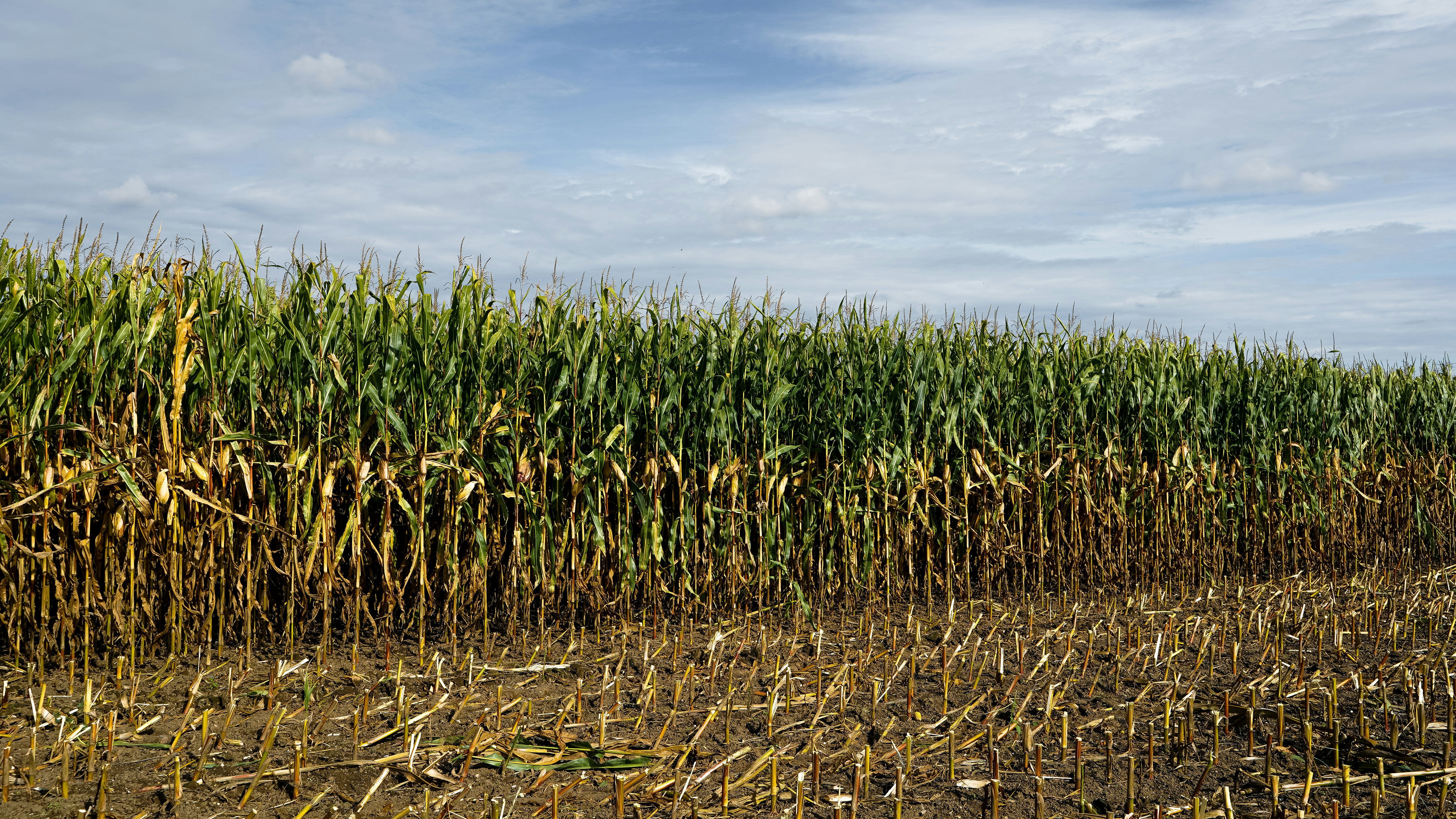 Cornfield Horizon Under a Quiet Sky