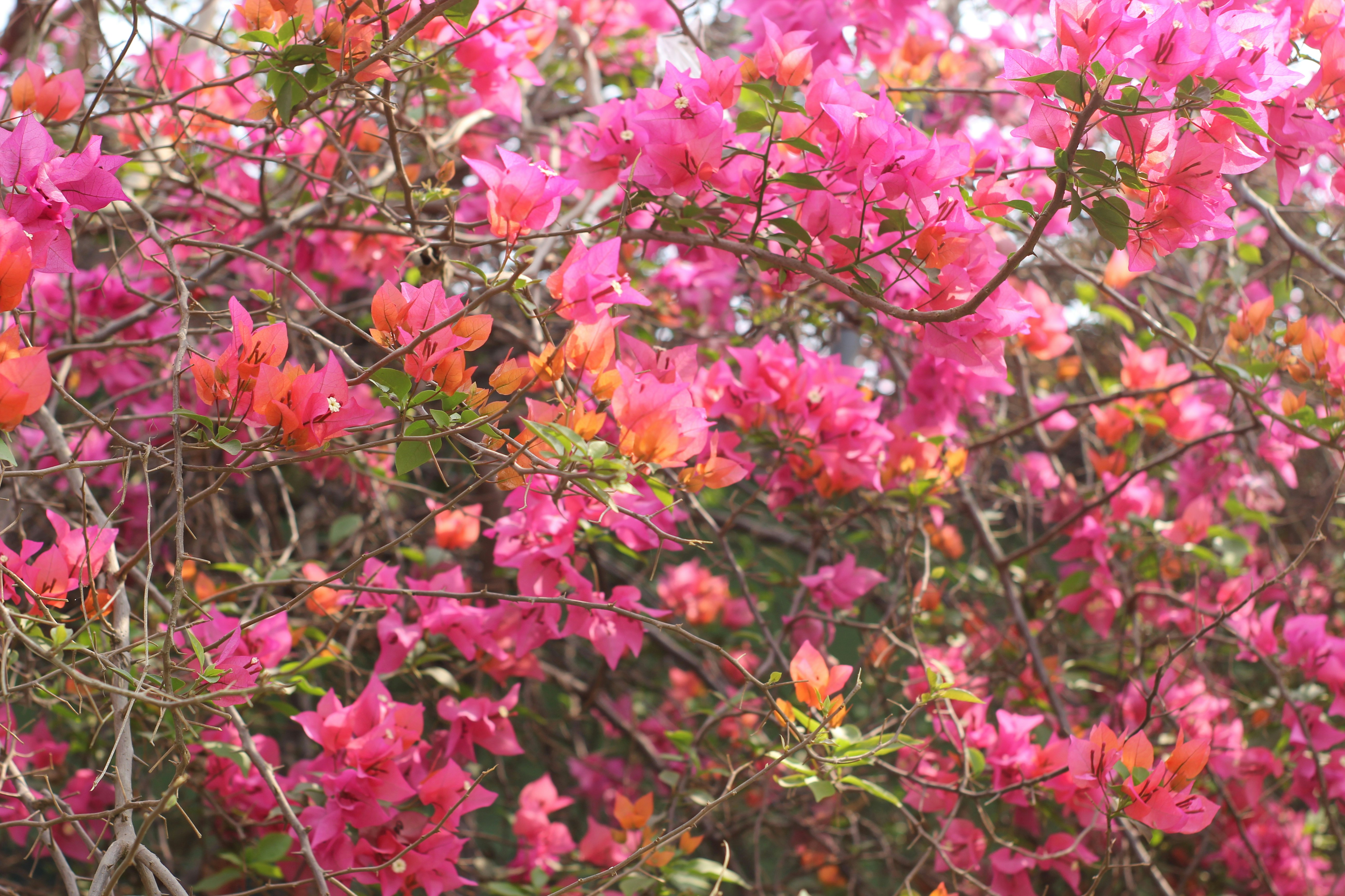 Bougainvillea Burst: Coral-pink Blooms Cloak a Sunlit Thicket
