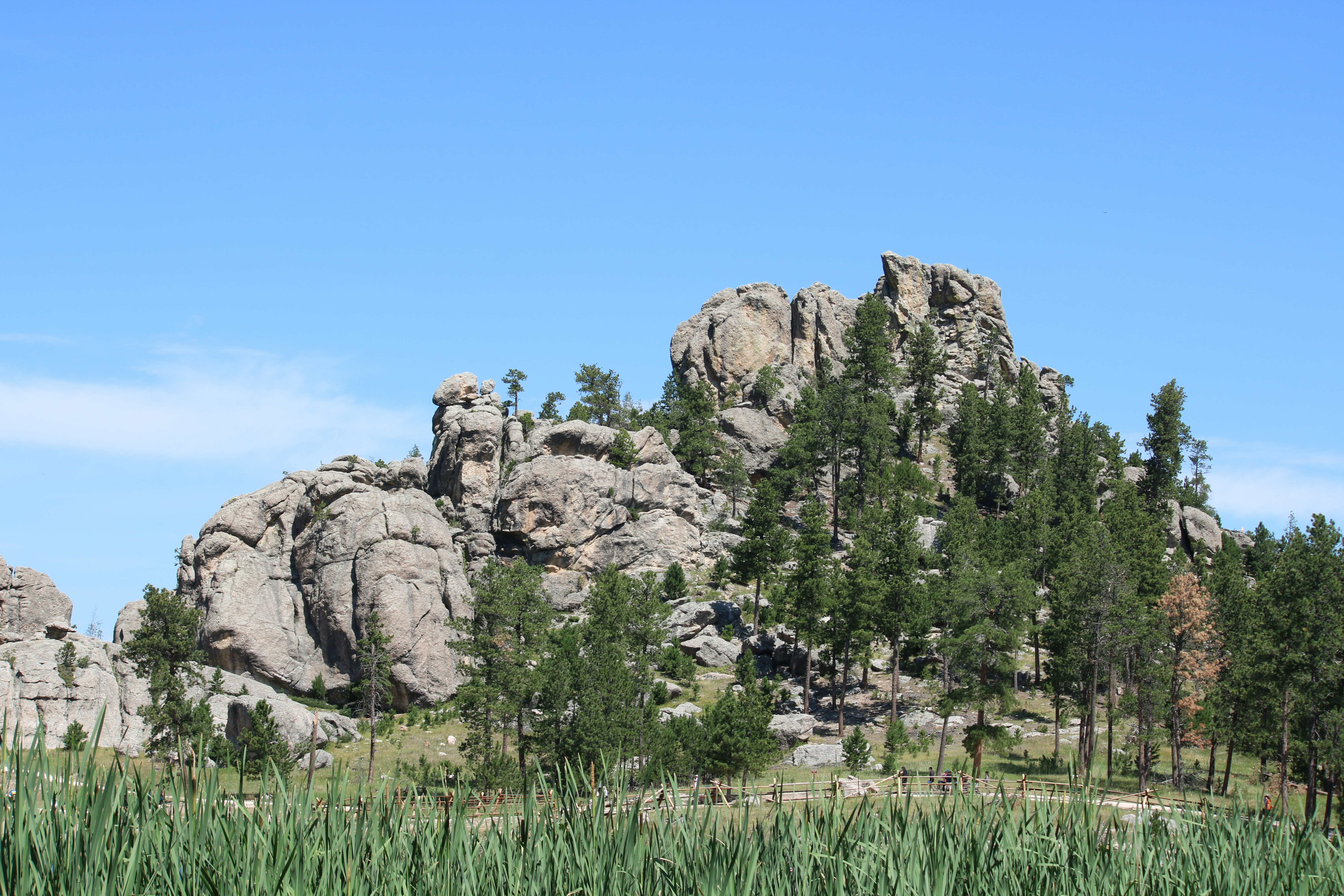 Granite Sentinel: Pine Forest Crowns a Rustic Ridge