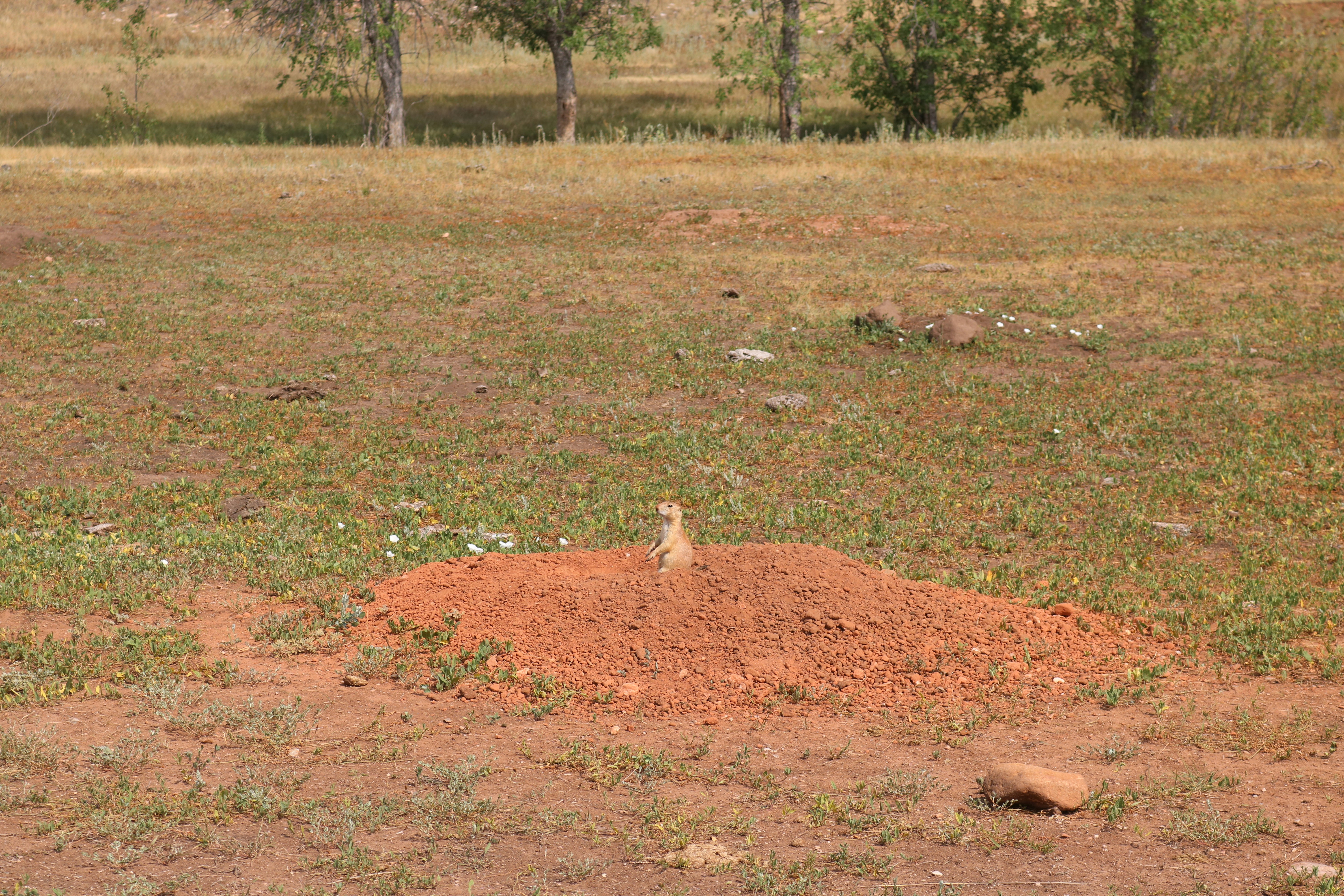 Fieldwork Bunny on a Red Dirt Mound