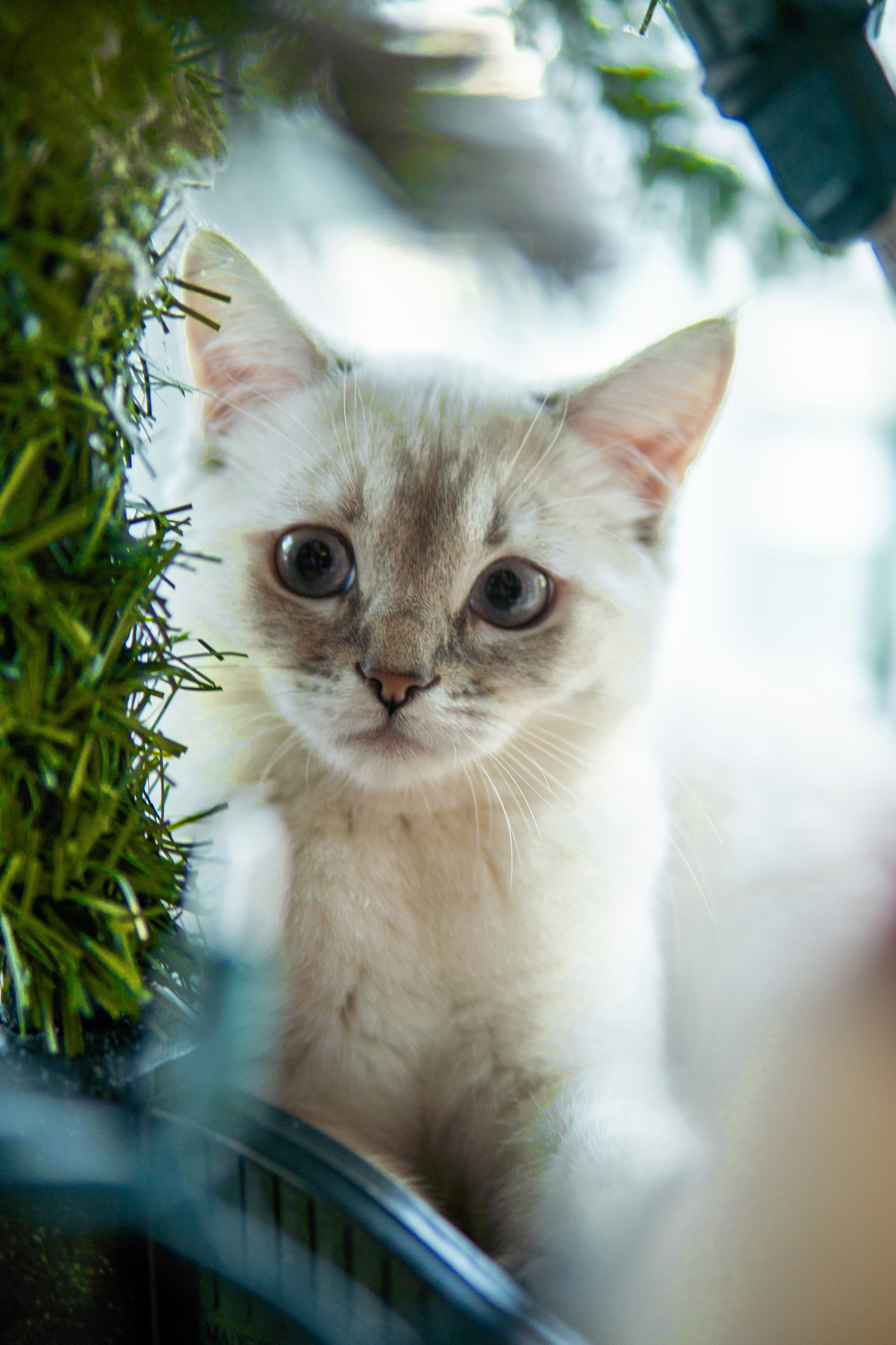 Curious Kitten Under a Glass Ceiling