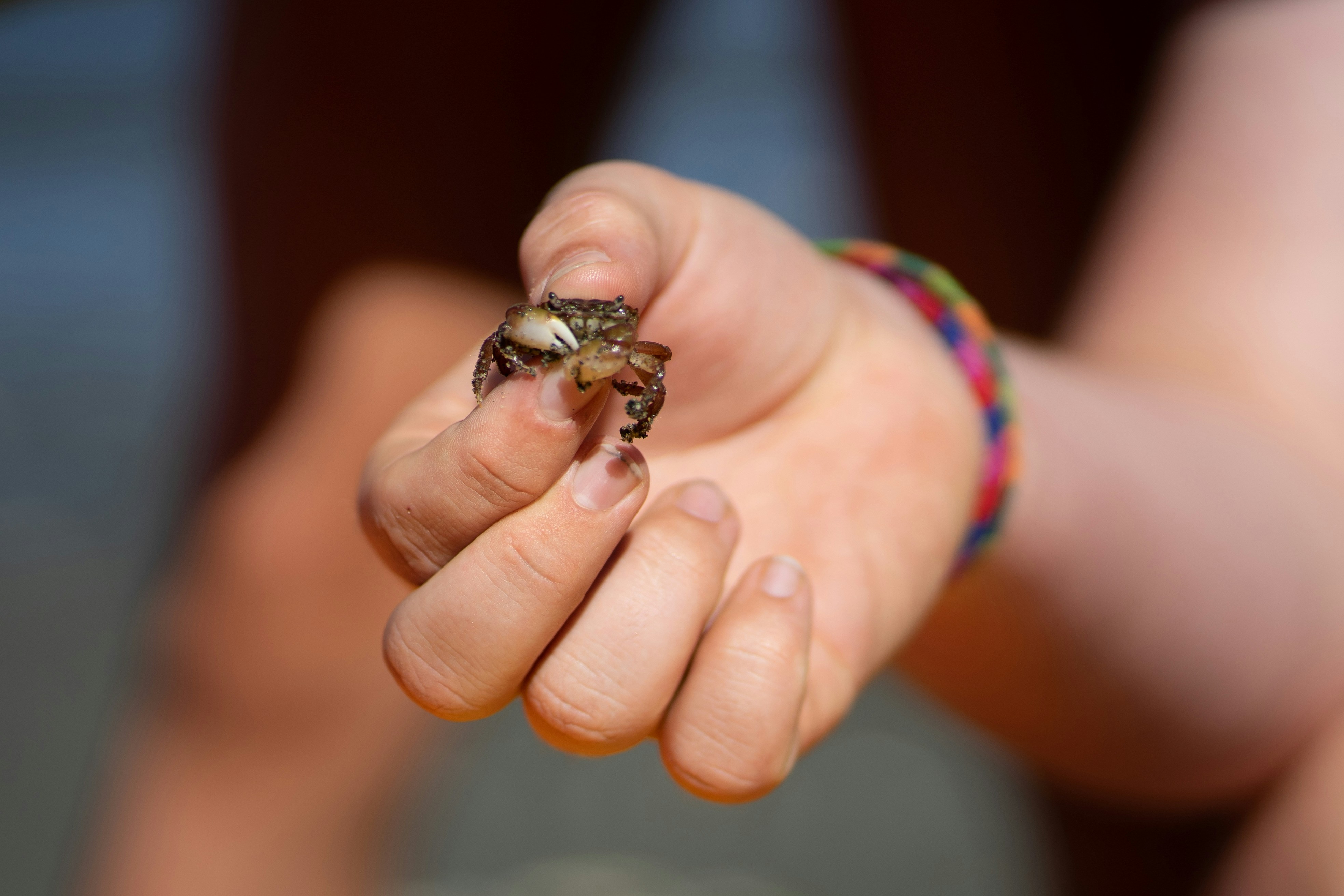 Tiny Crustacean, Big Moment: A Cradle of Focus in Hand