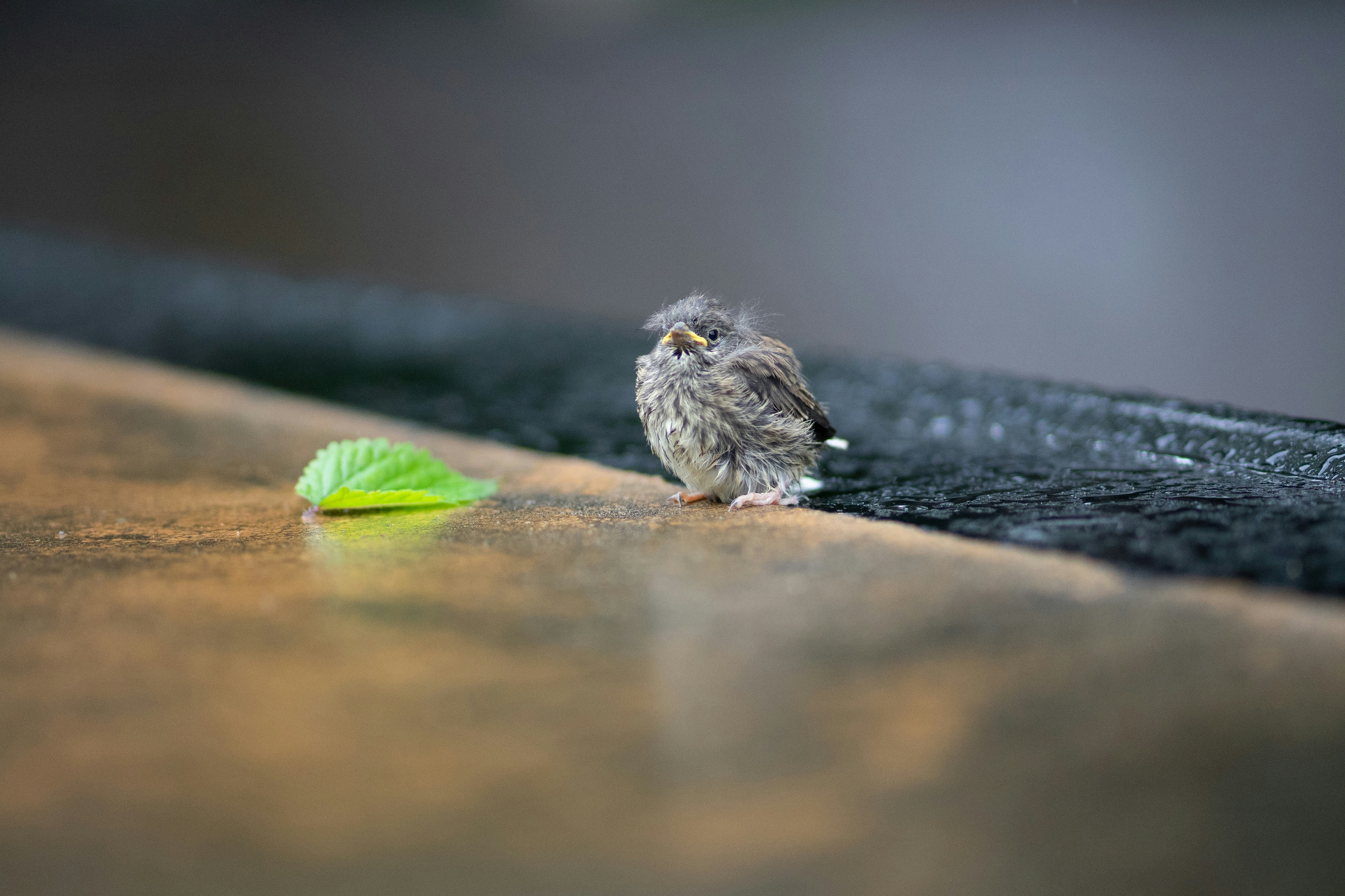 Wire-haired Wisp: A Tiny Bird’s Quiet Moment by the Edge