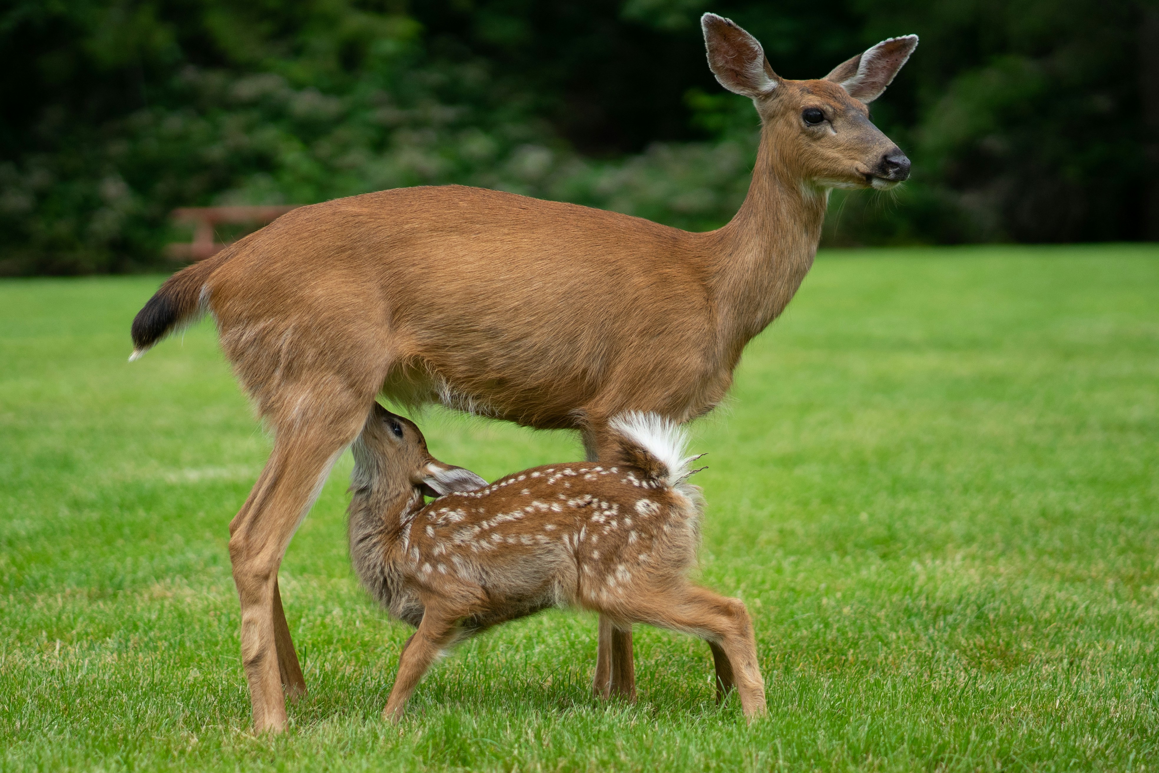 Juvenile Fawn Nurse Under the Watchful Doe in a Sunlit Meadow