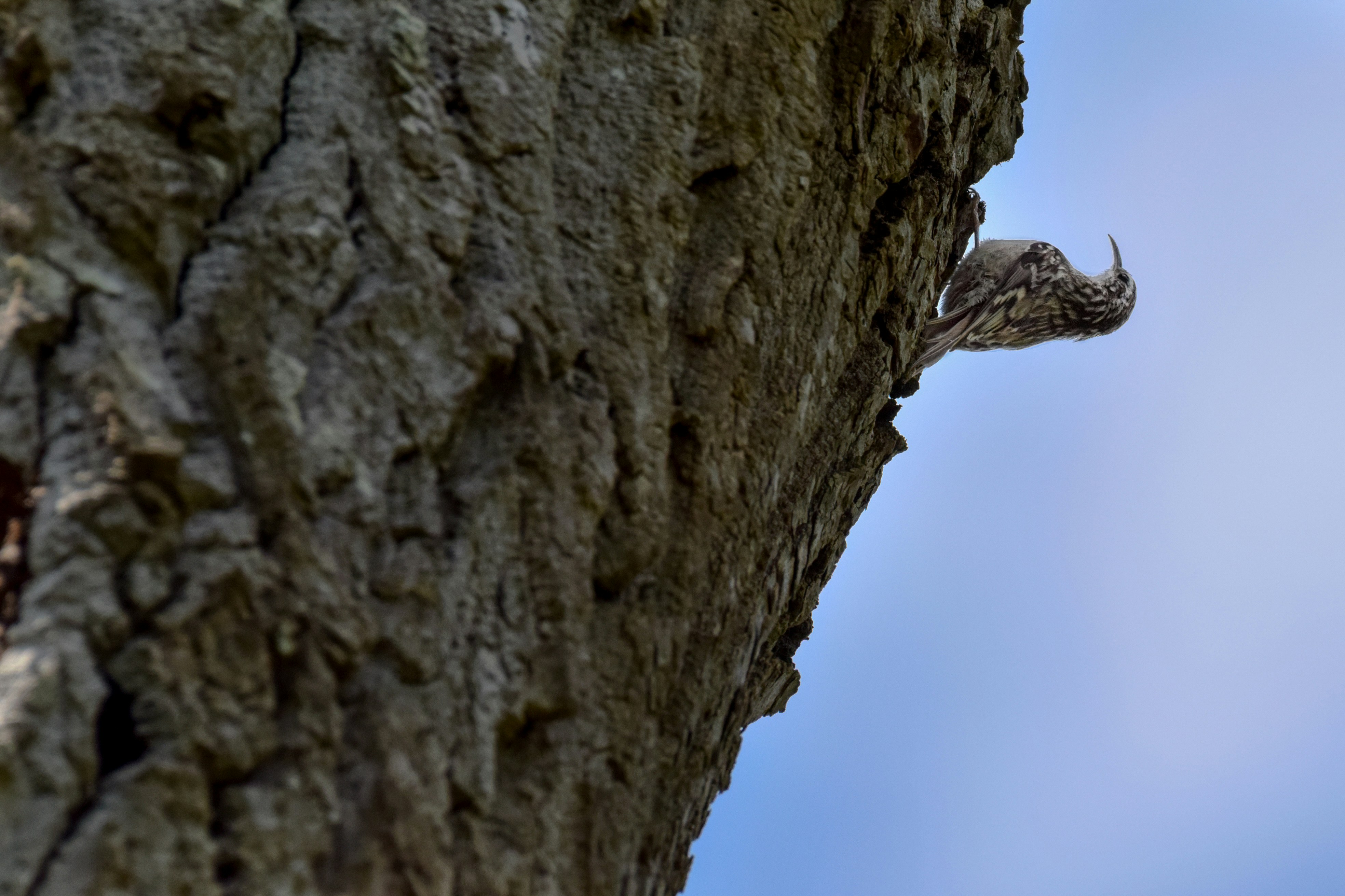 Harrier on the Bark: A Long-Eared Owl Clinging to a Vertical Trunk