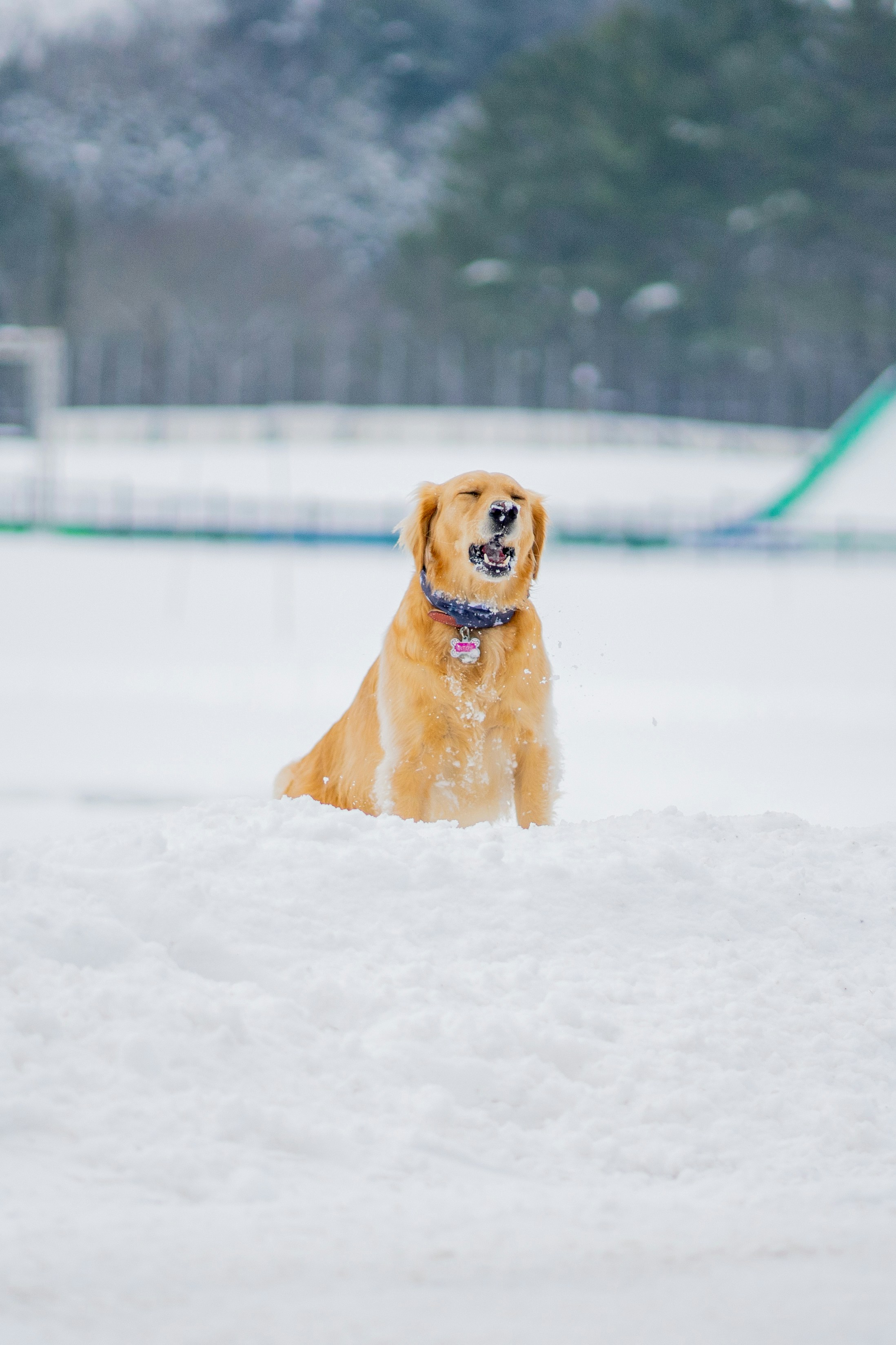 Golden Retriever in Snow: Joyful Burst Amid Winter Field