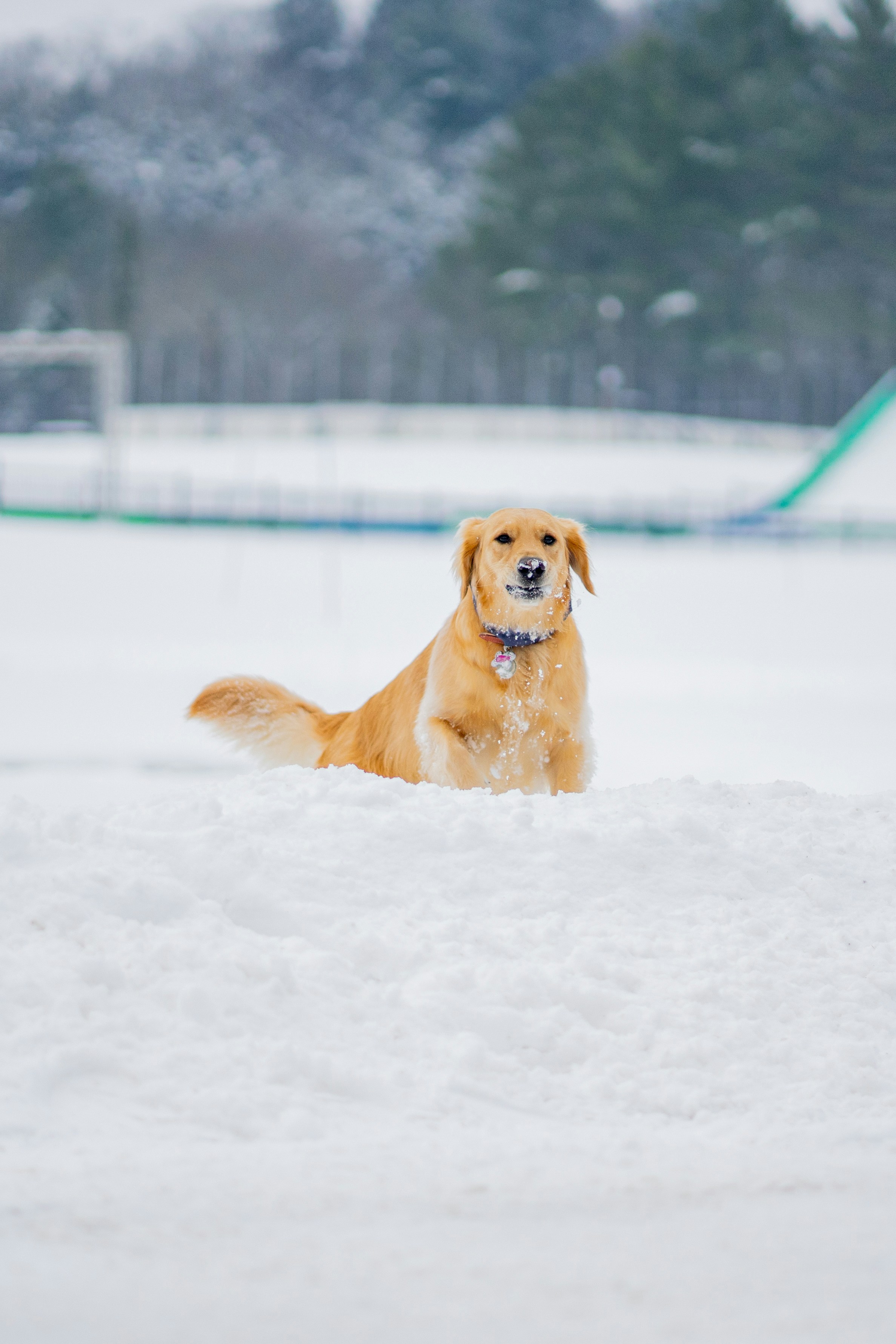 Golden Retriever in Snow: Playful Stance Amid Winter Grounds