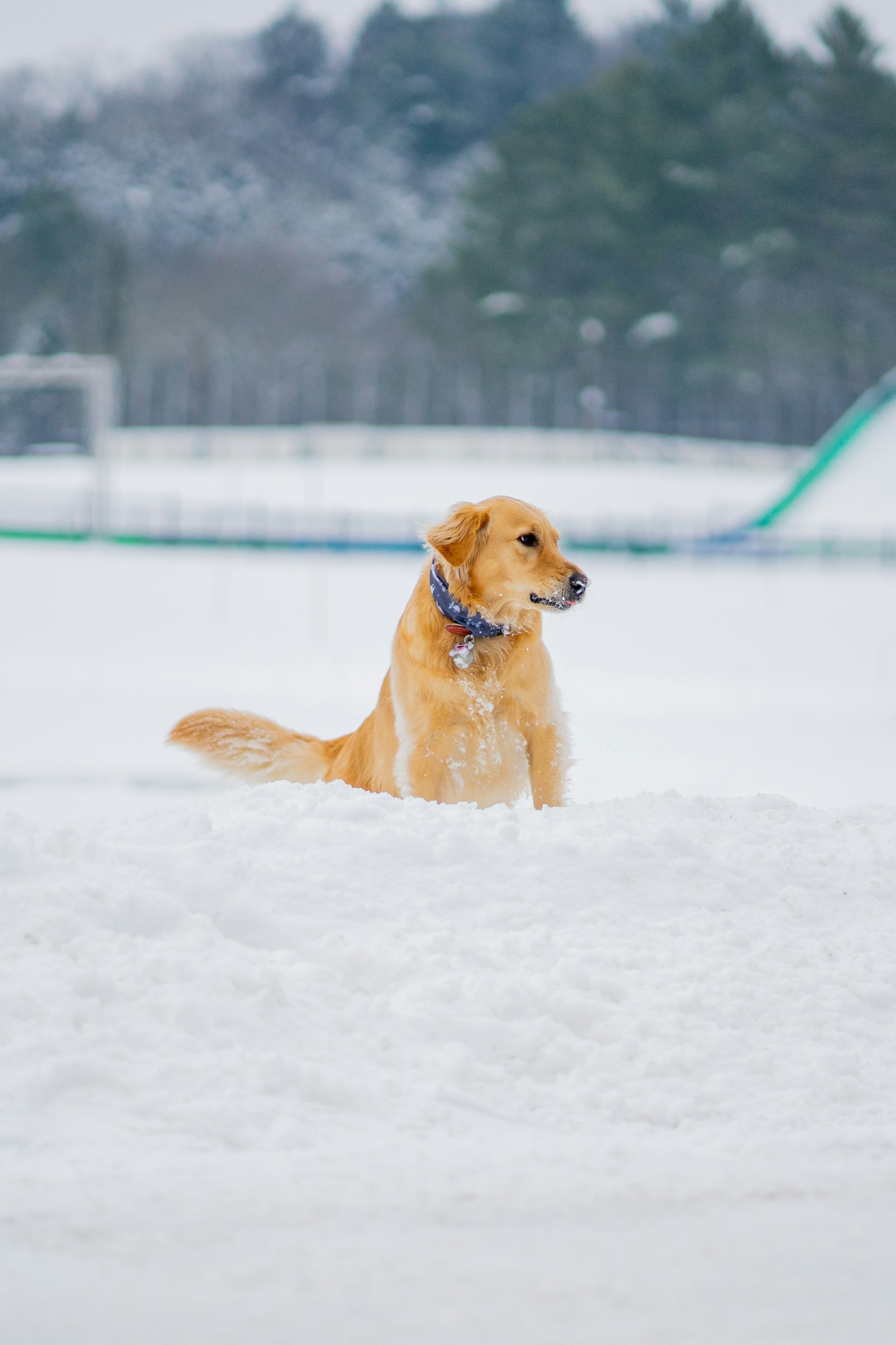 Golden Retriever in Fresh Snow: A Quiet Winter Stroll