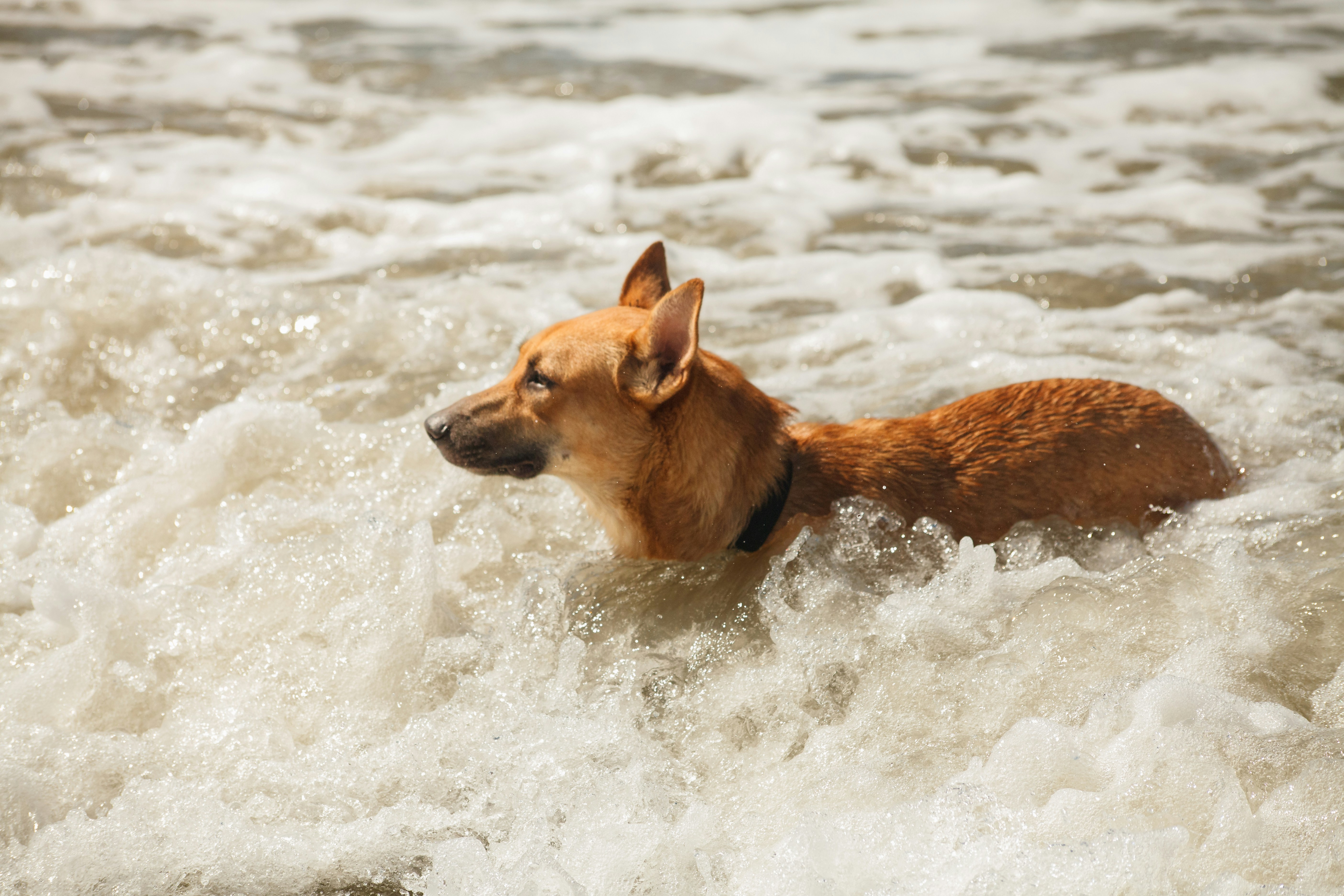 Golden Retriever in White Water: Focused in the Cresting Wave