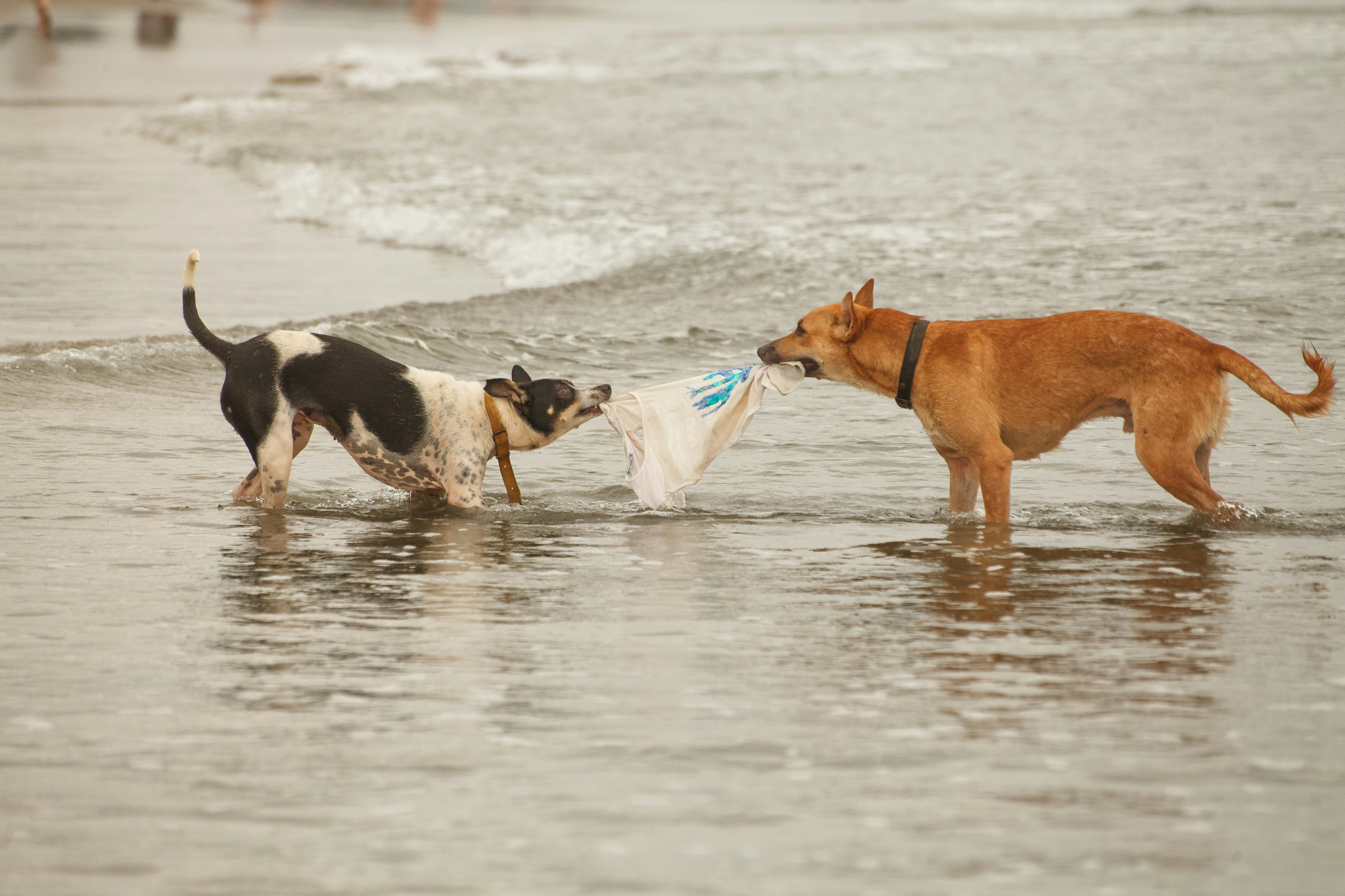 Beach Tug-of-W Liaison: A Small Terrier and a Mixed Hound Share a Cloth