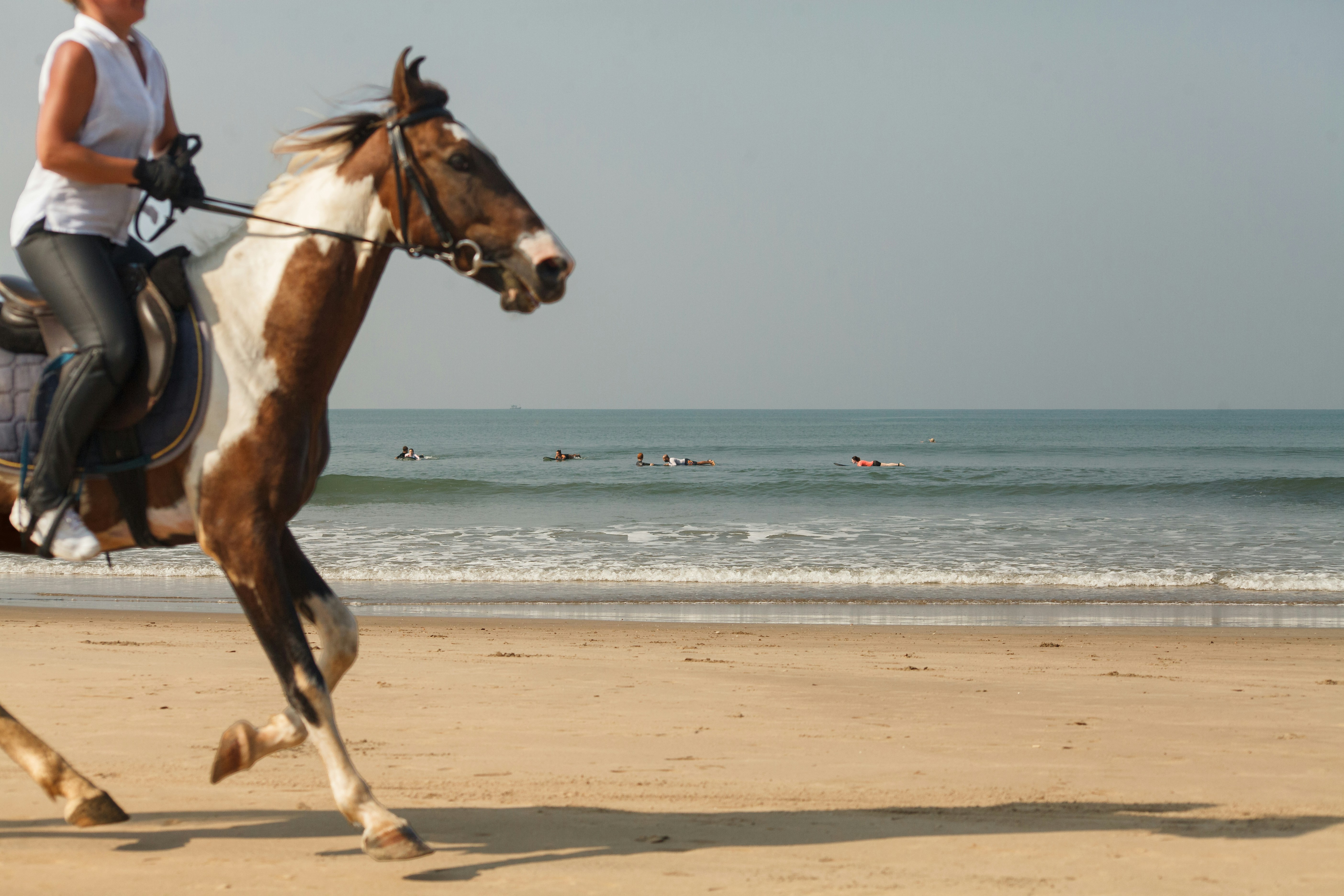 Gallop Along the Tidal Shore