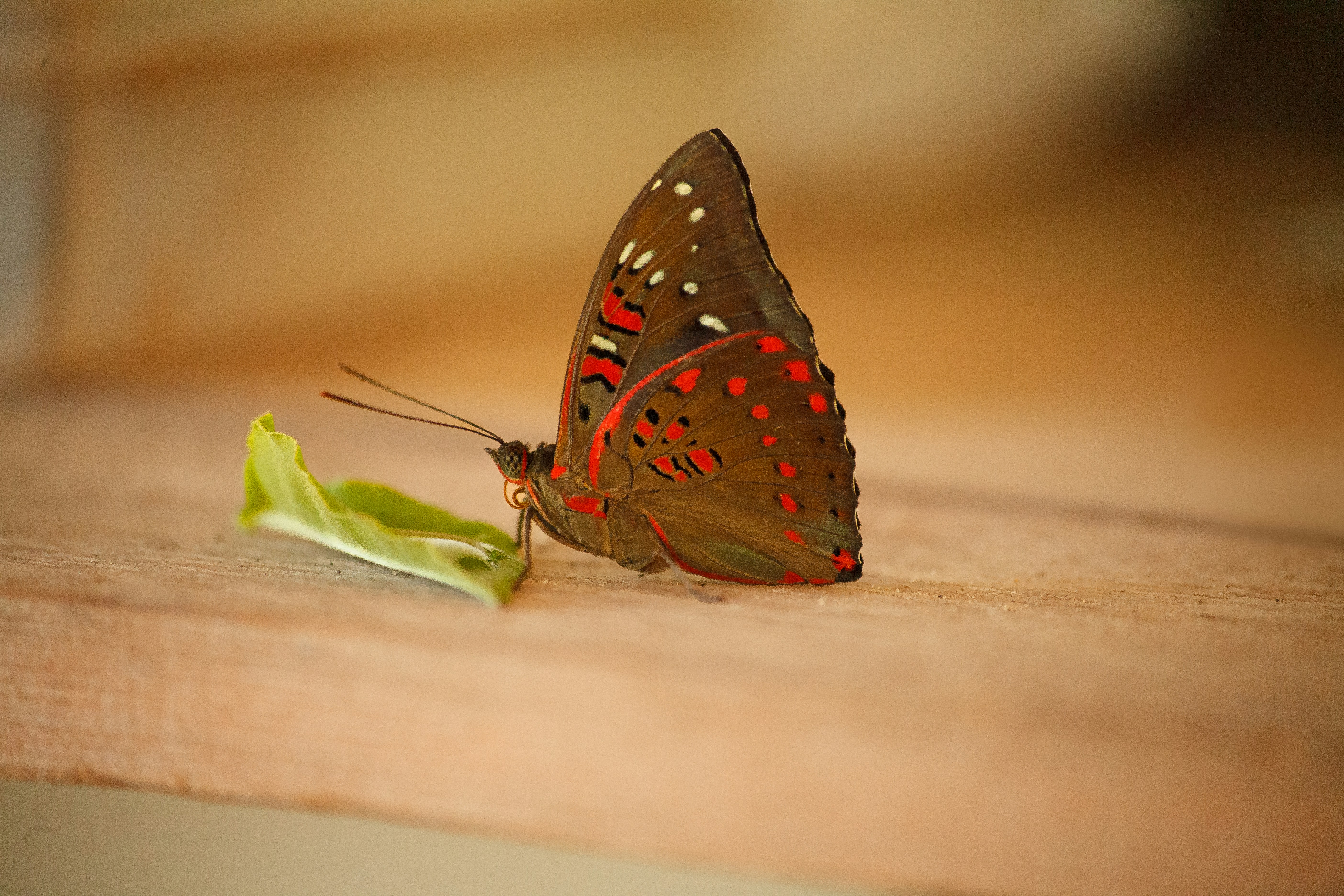 Crimson Wings on a Wooden Stage