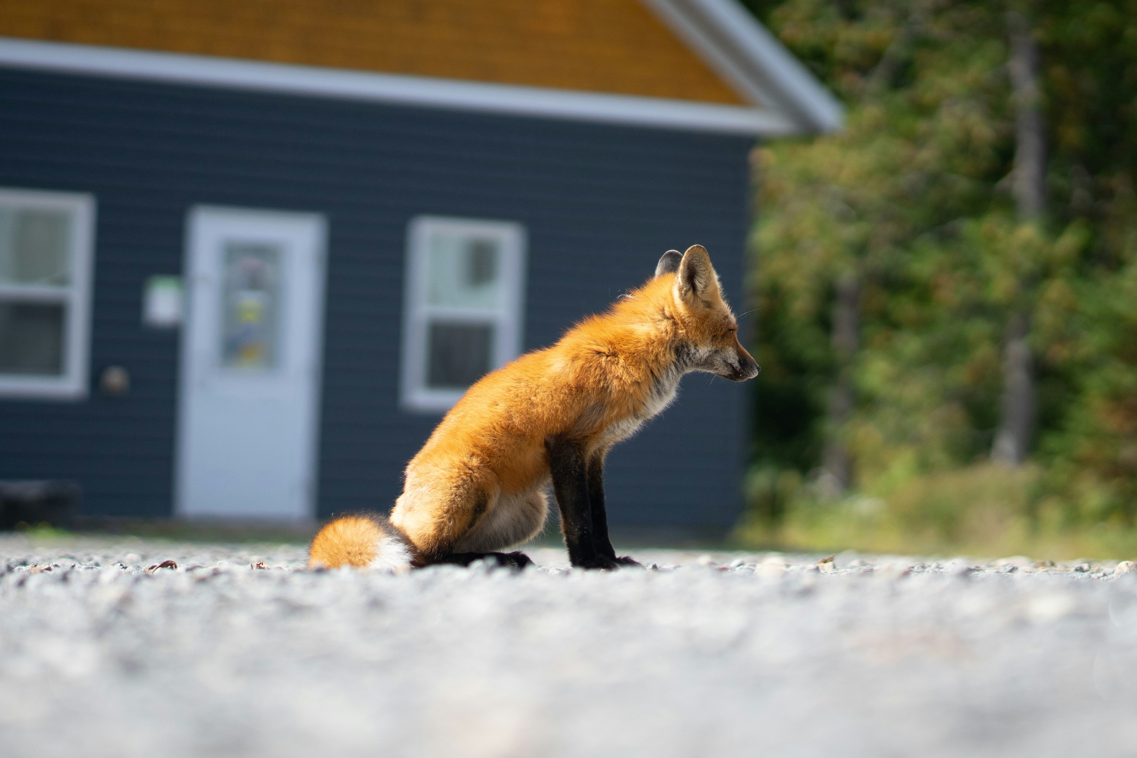 Red Fox Sentinel by a Quiet Blue House