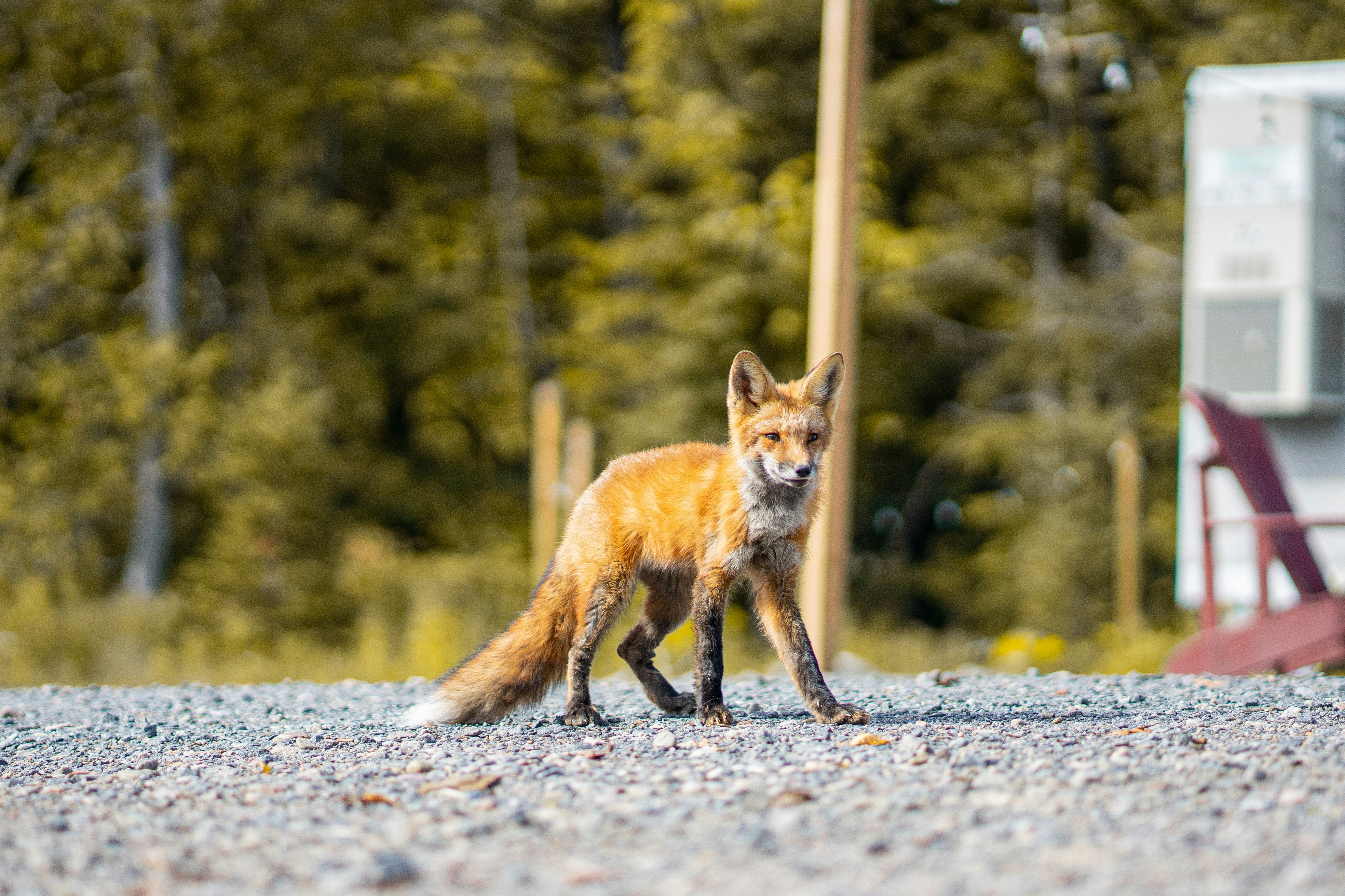 Curious Red Fox at the Edge of a Gravel Path