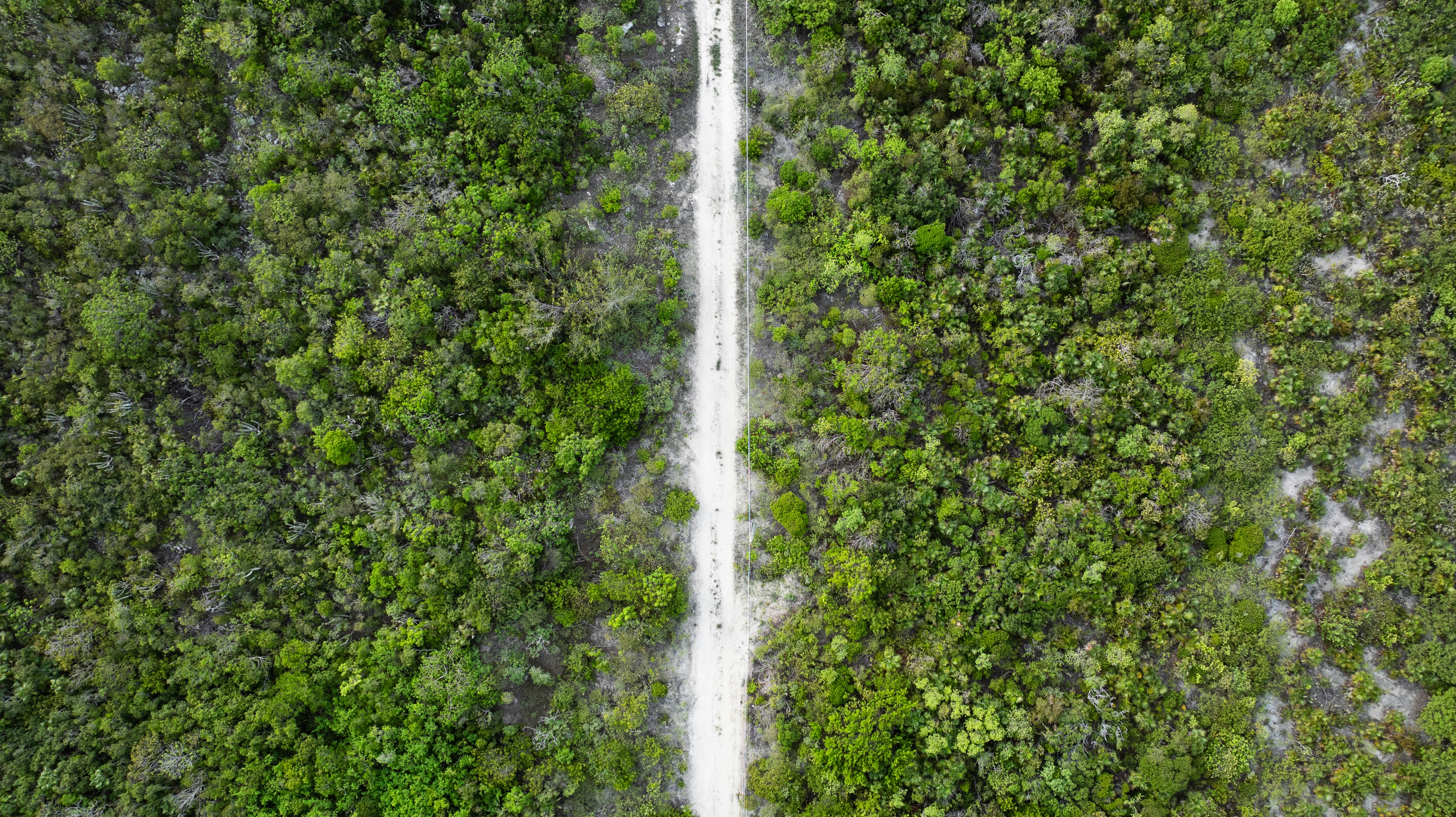 Symmetry of a Narrow Forest Canal: Aerial Ridge of Green