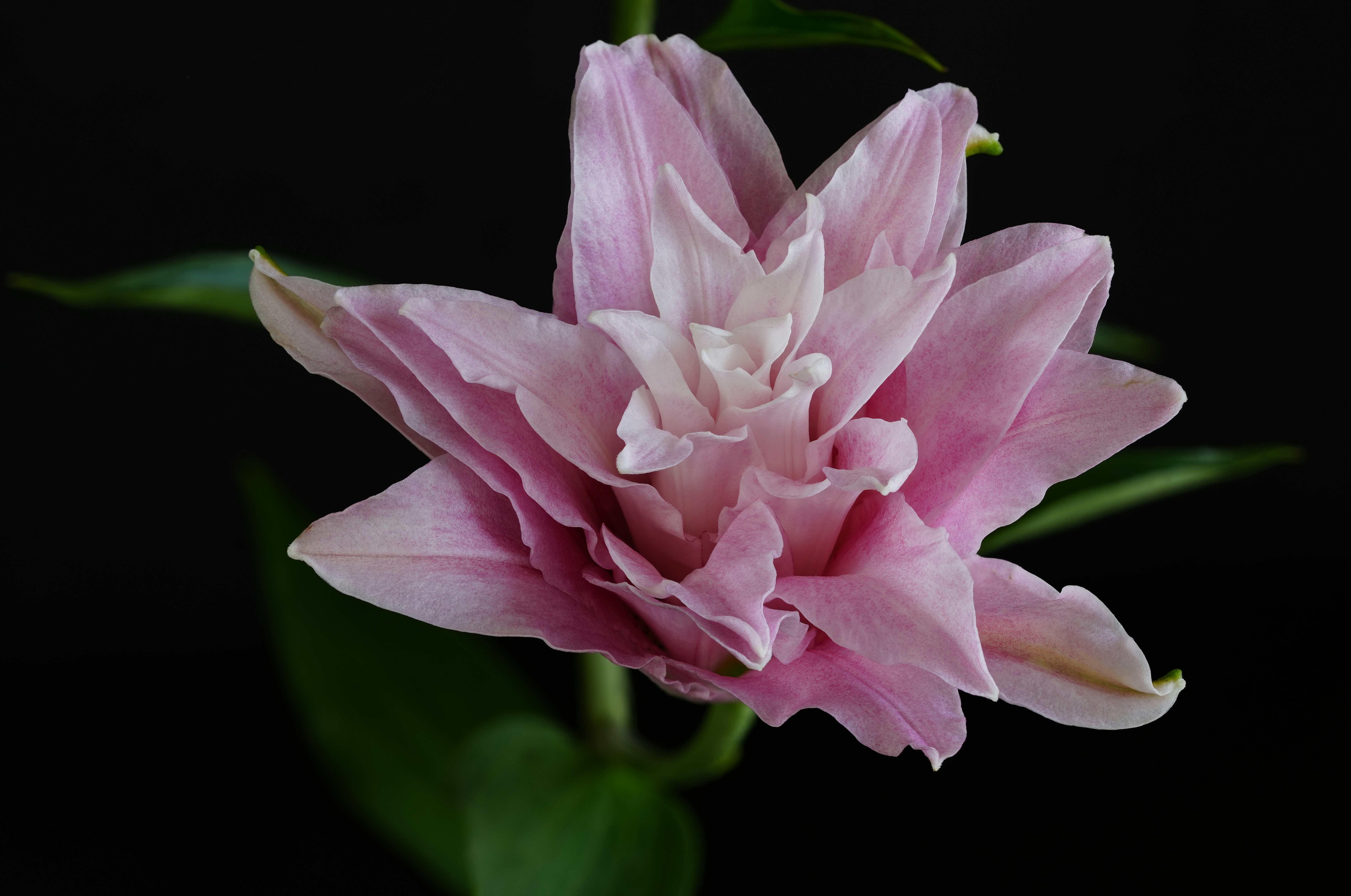 Petal Convergence: A Pink Tulip Centered in Velvet Darkness