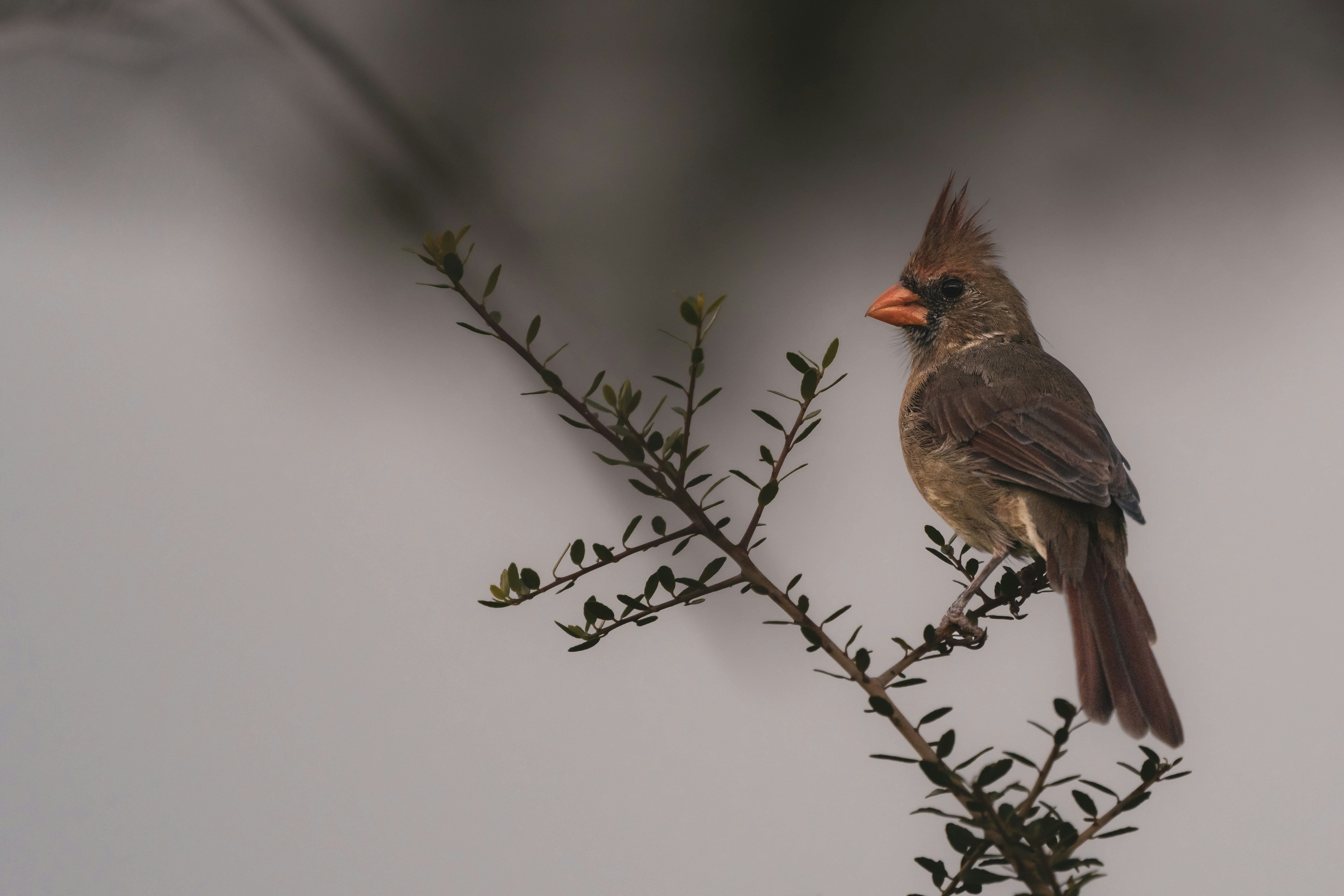 Female Northern Cardinal perched on a small tree branch in a natural outdoor setting. Soft background and natural light highlight the bird’s distinctive crest, warm plumage and red-orange beak.