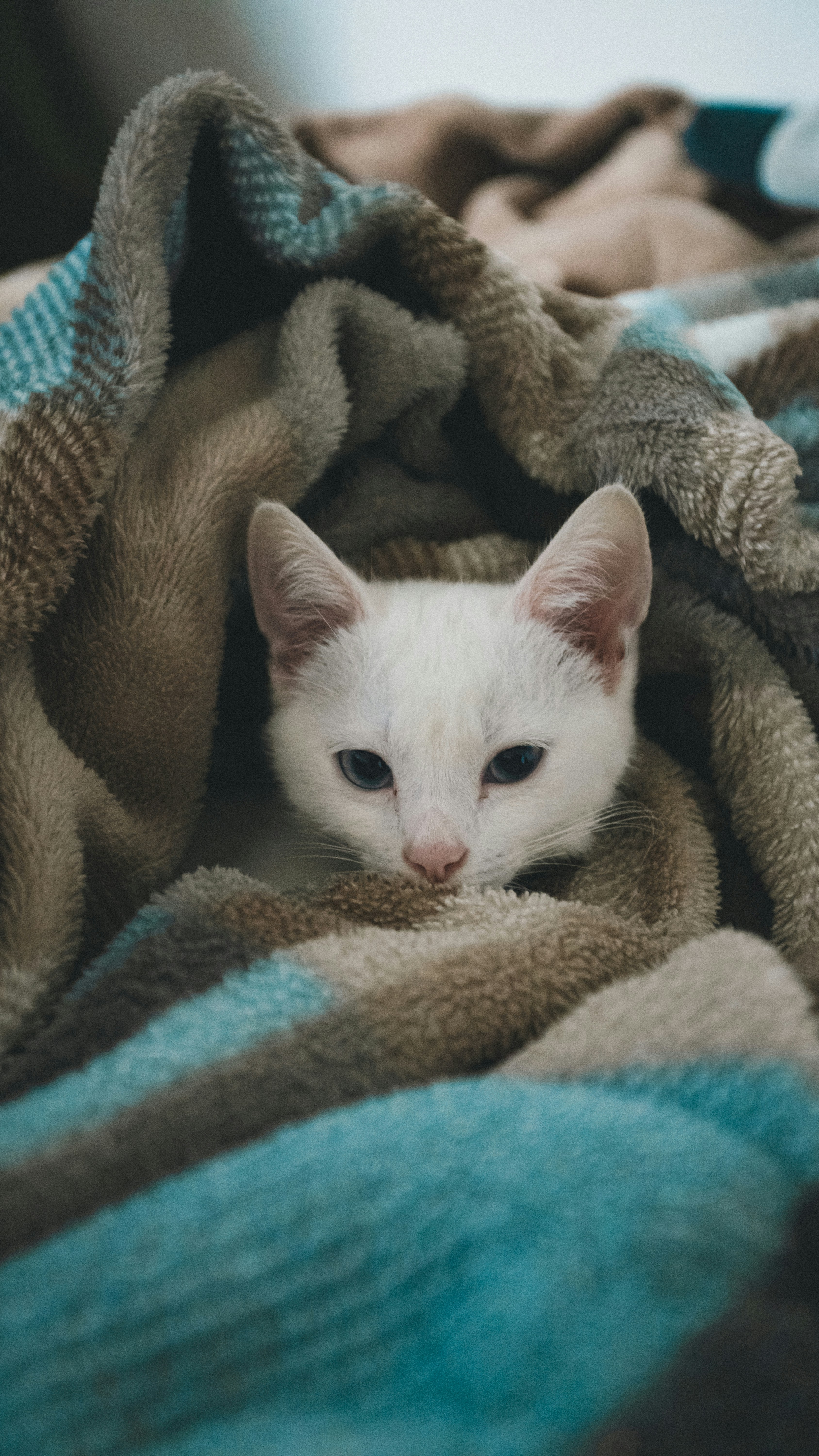 White Kitten Peeking from a Blanket Nest