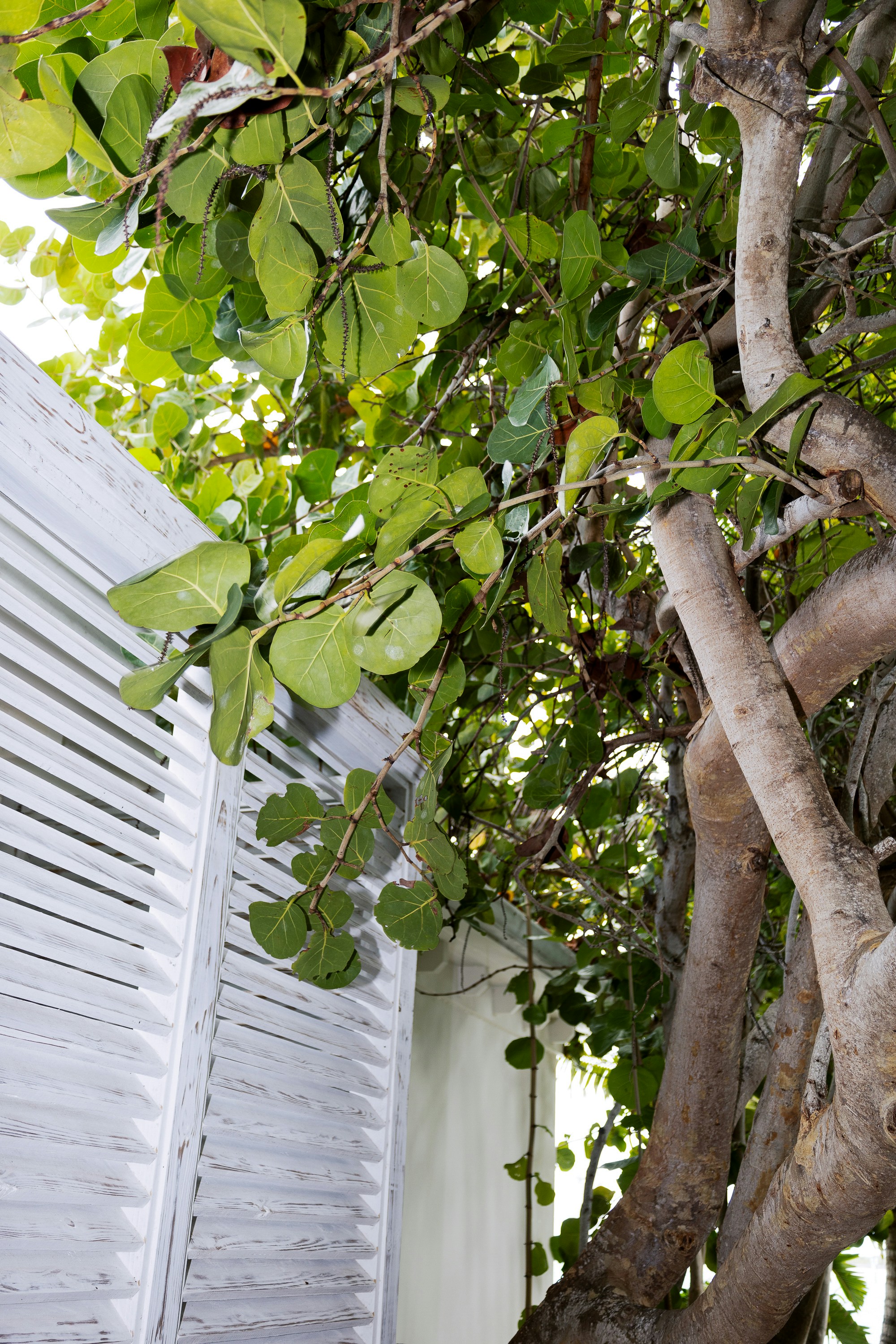 Overhanging Foliage by a White Fence