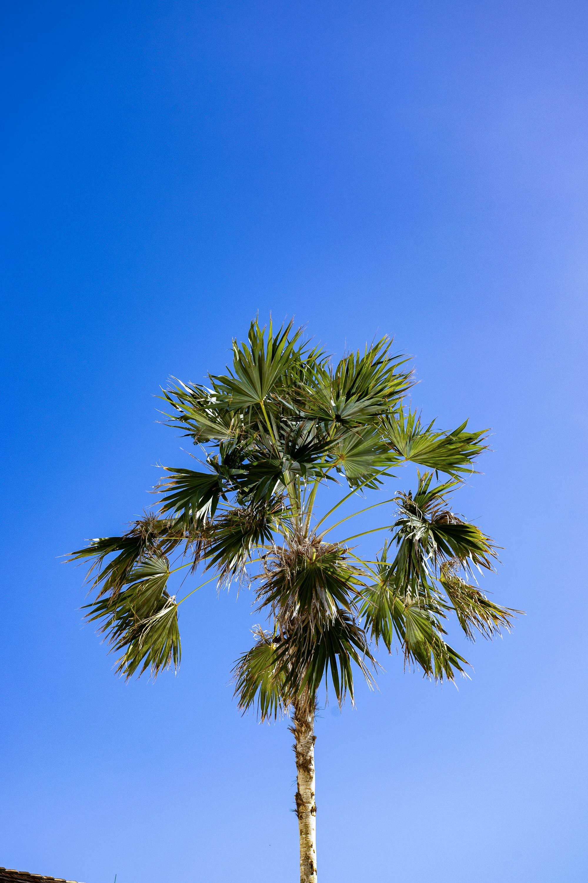 Palm Crown Under a Gleaming Sky