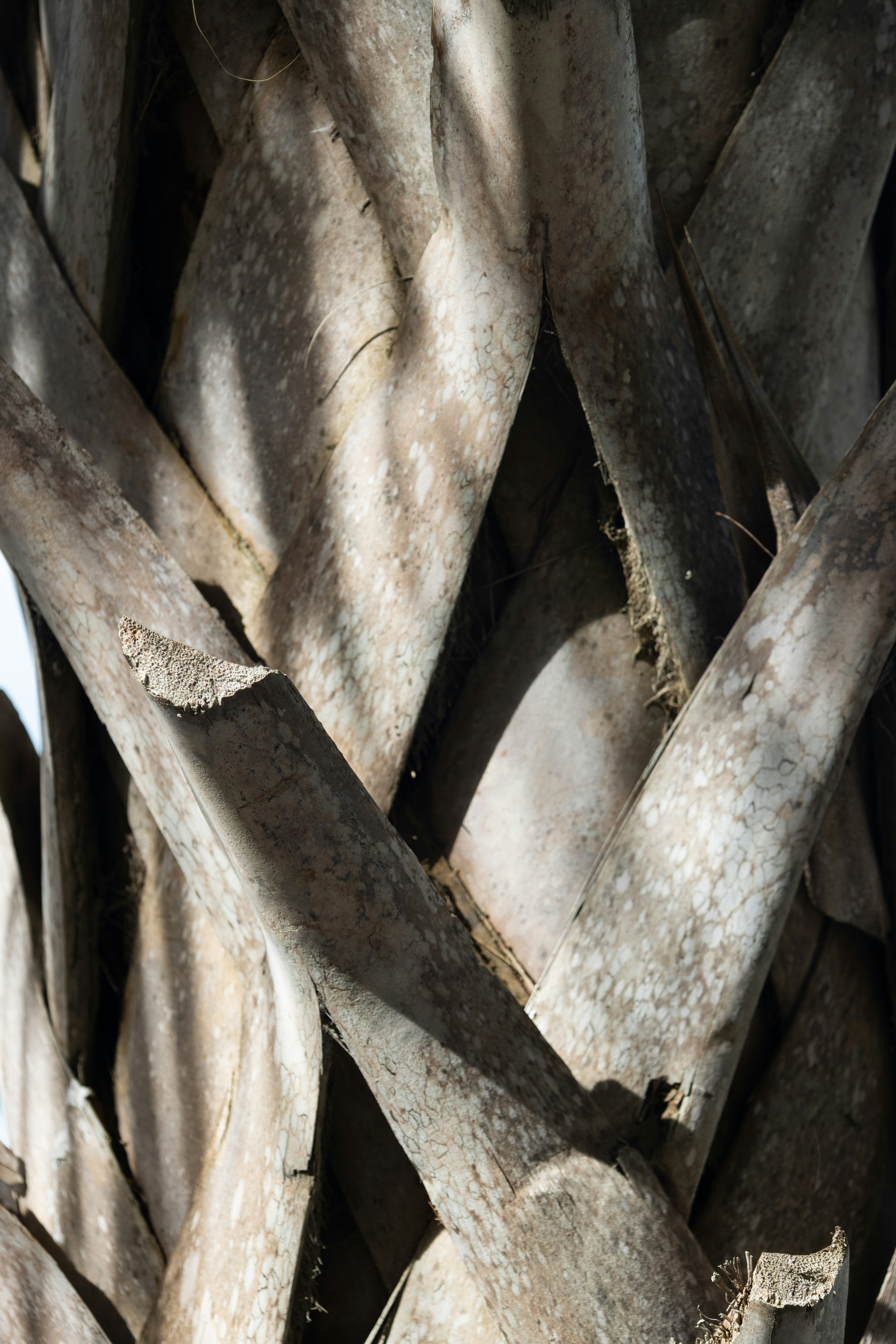 Interwoven trunk textures: a close-up study of palm frond bases