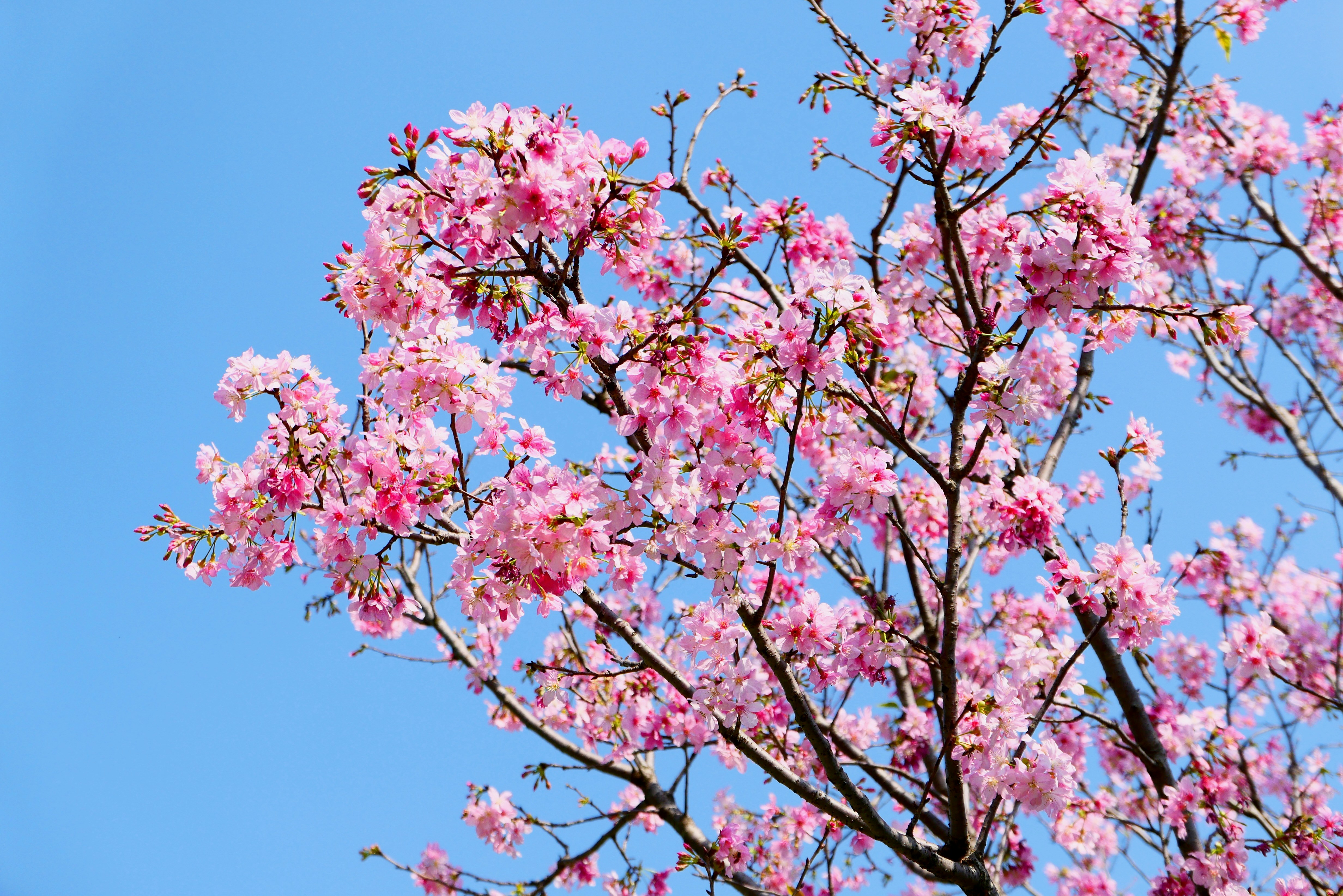 Azure Sky Meets Pink Bloom Arc