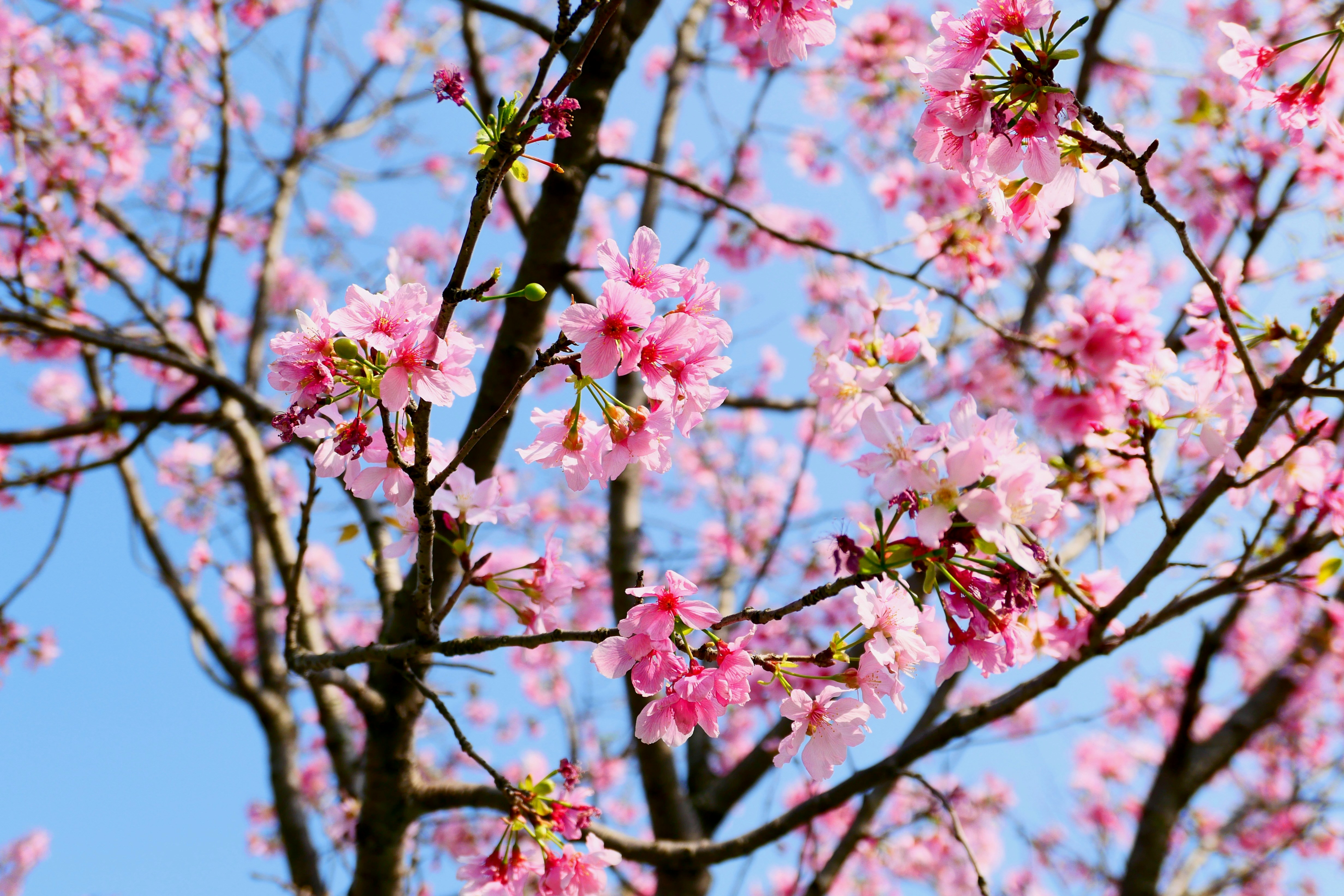 Vibrant pink blossoms on tree branches against a clear blue sky, captured in bright daylight. A close-up perspective emphasizing florals and natural color contrast.