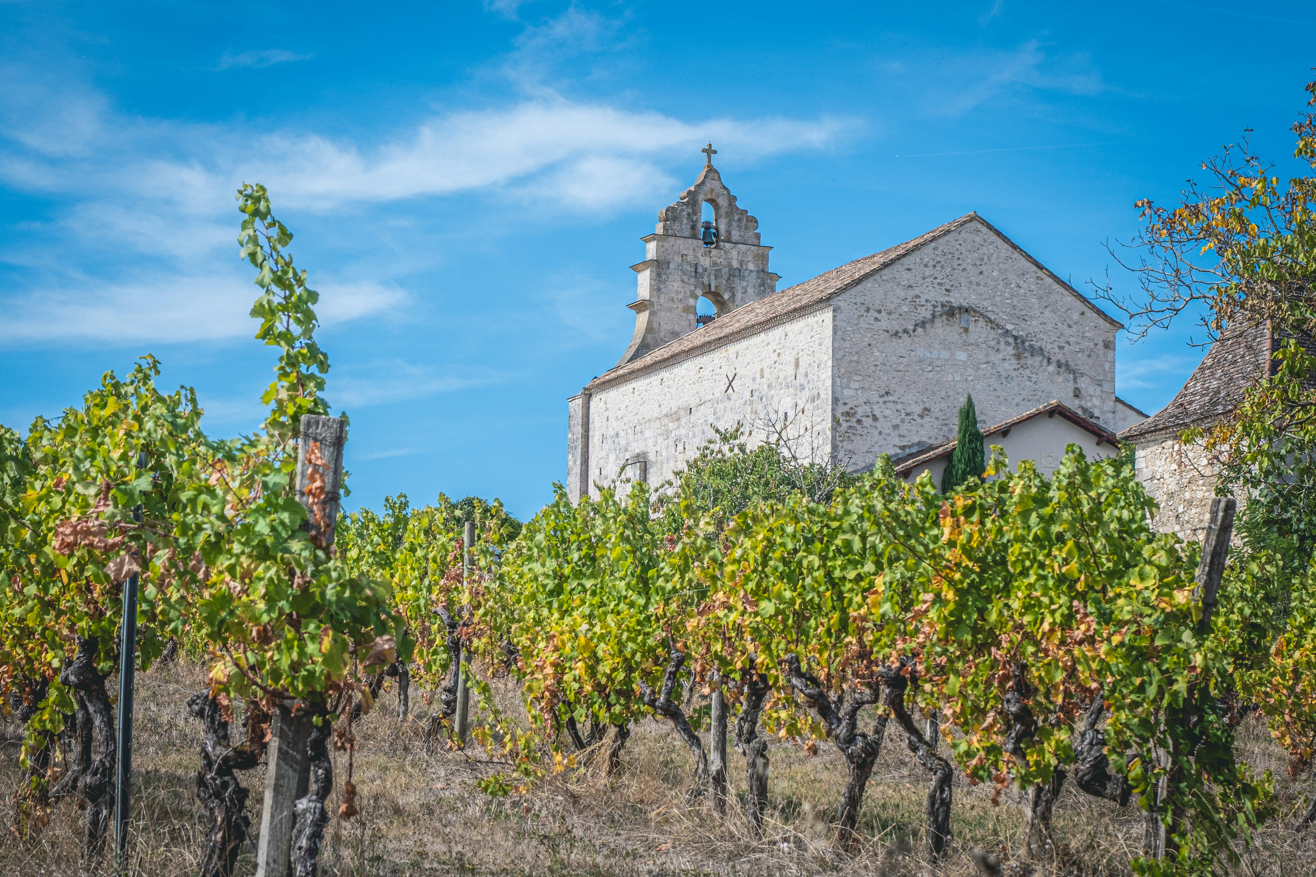 Vineyard Chapel: Sunlit Terraced Rows Beneath a Quiet Sky