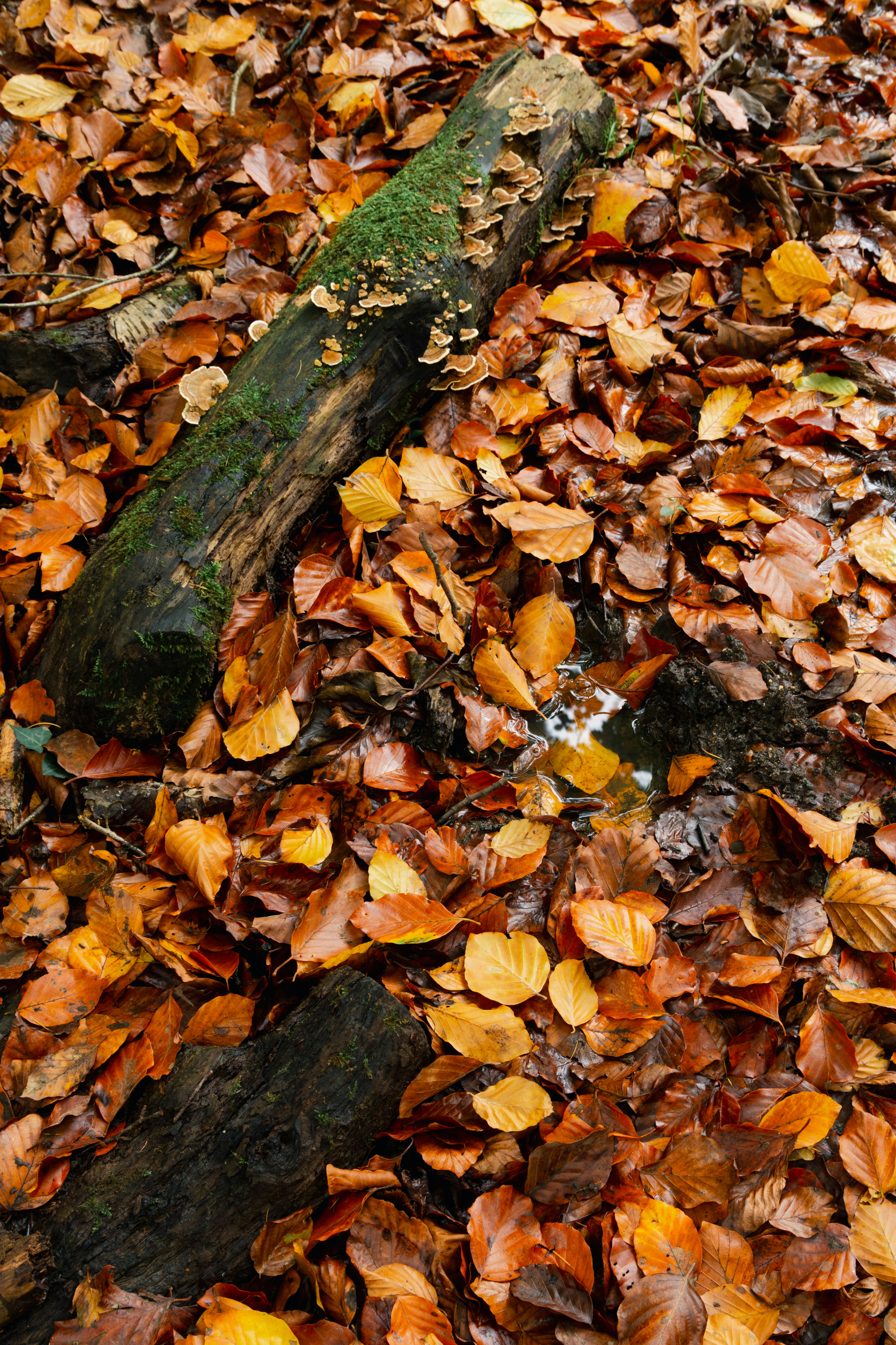 Autumn Floor: A Tangle of Leaves and Mossed Log