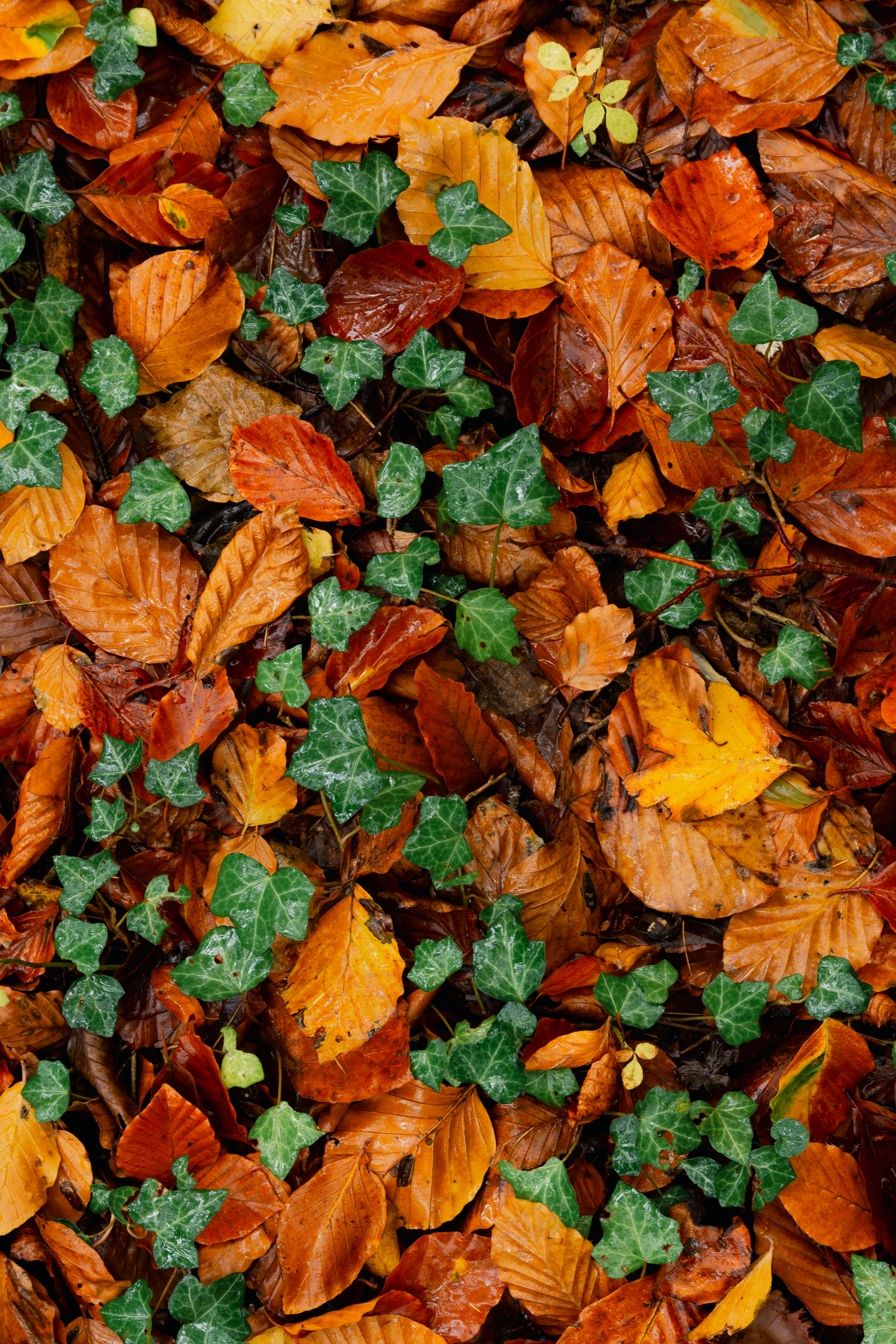 Autumn Ivy Beneath a Quilt of Leaves