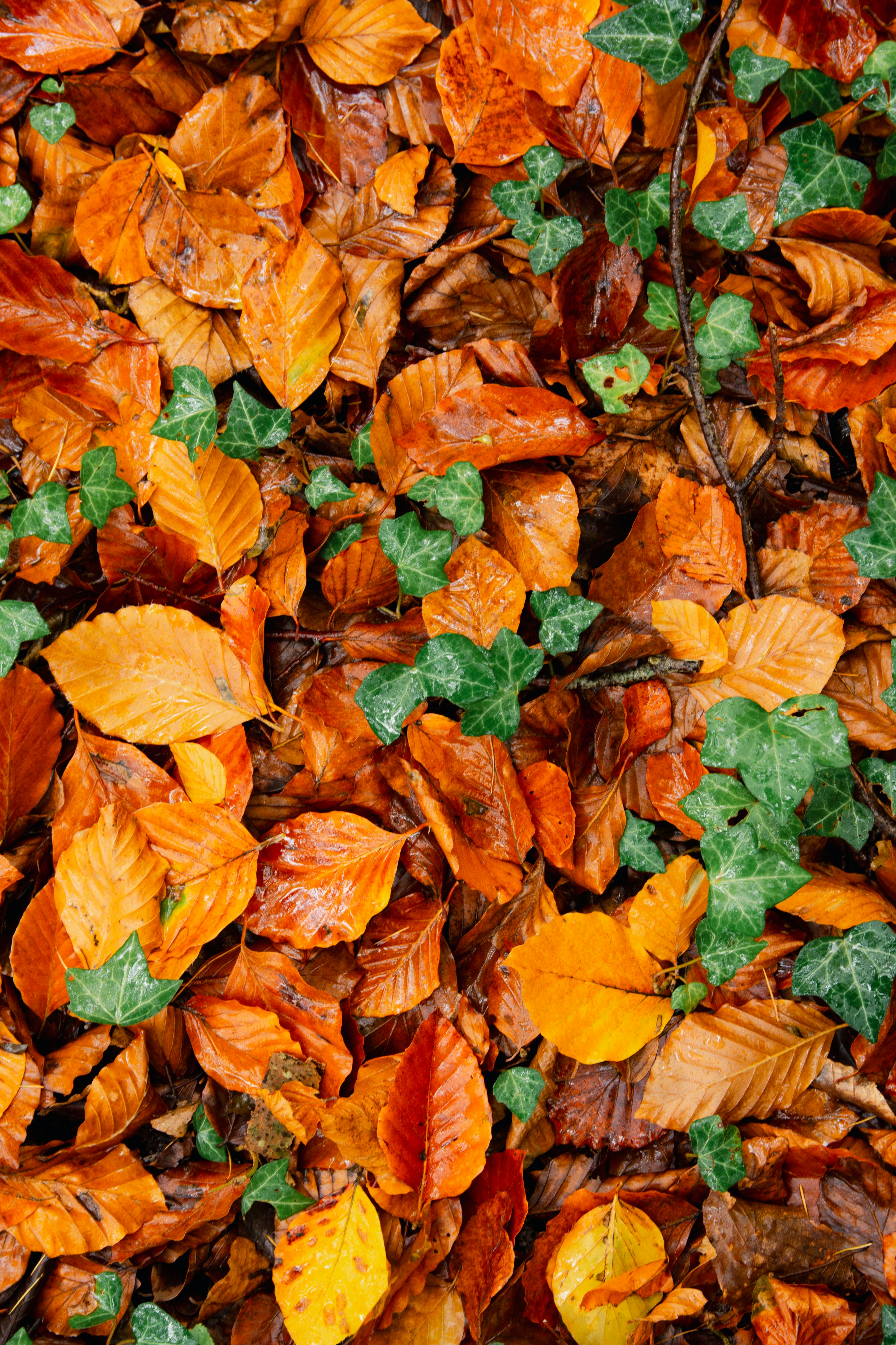 Autumn Bed of Leaves: A Kaleidoscope of Orange and Ivy
