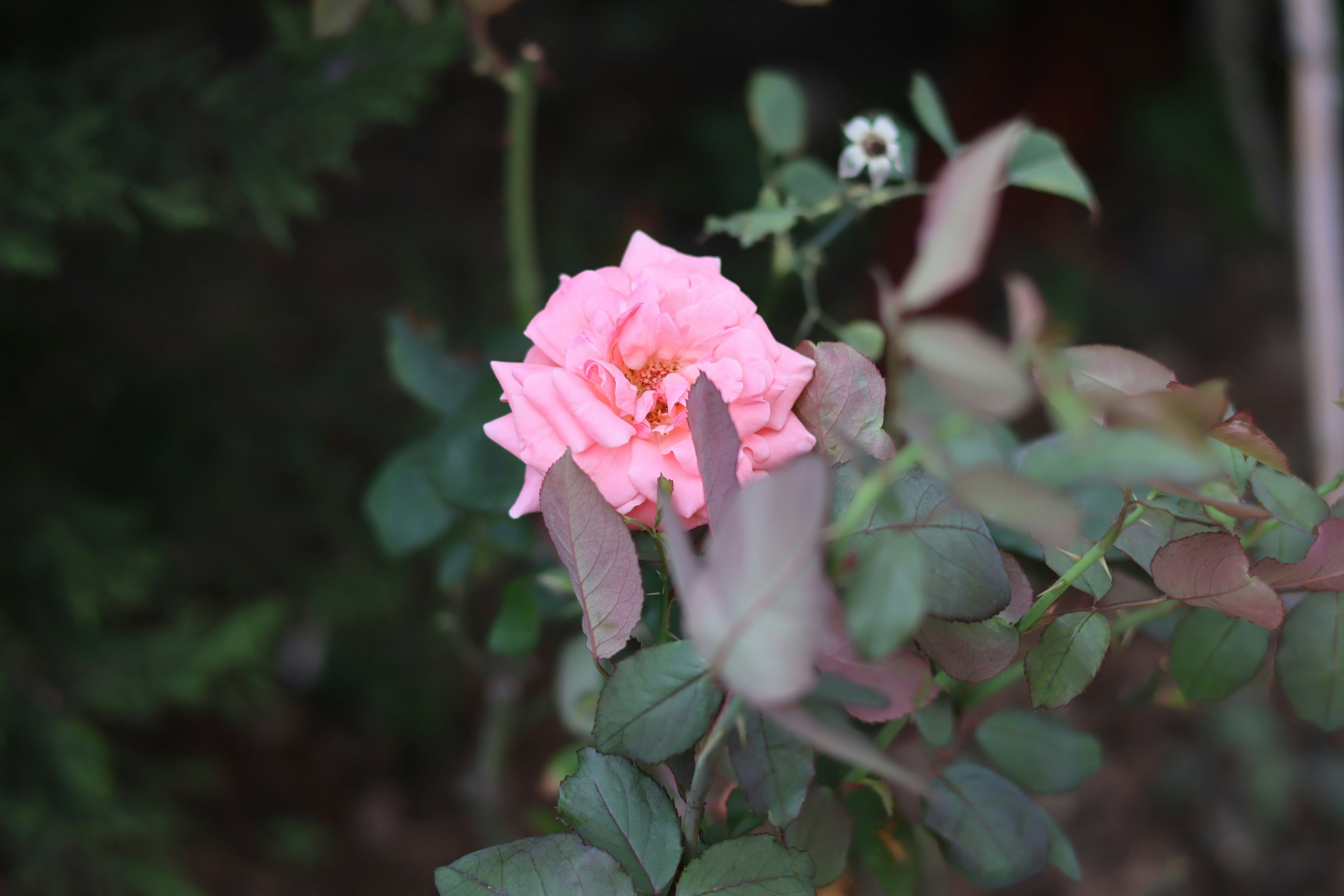 Pink Rose in a Quiet Garden Frame