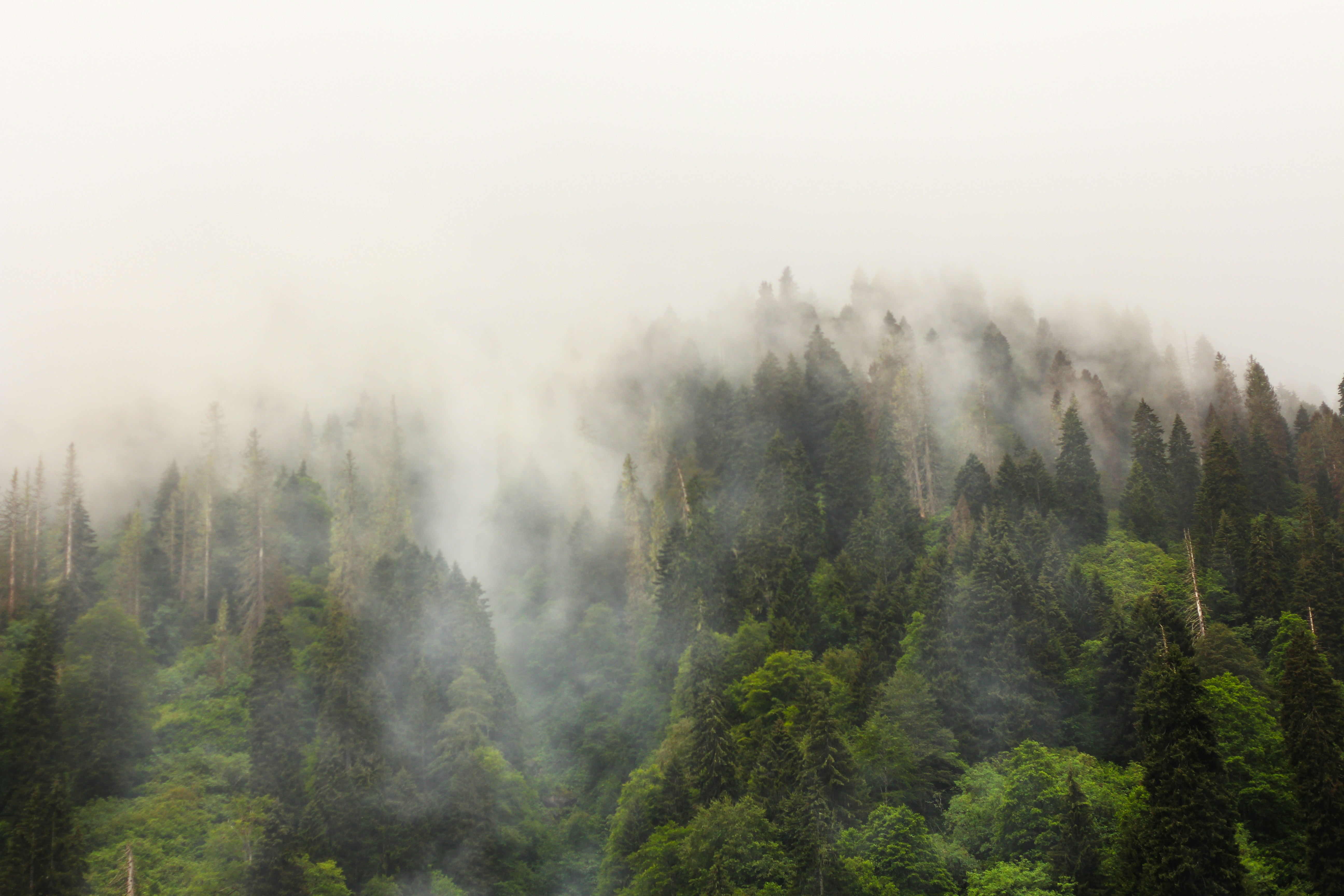 Misty Emerald Crest: Forest Veil Over Peaks