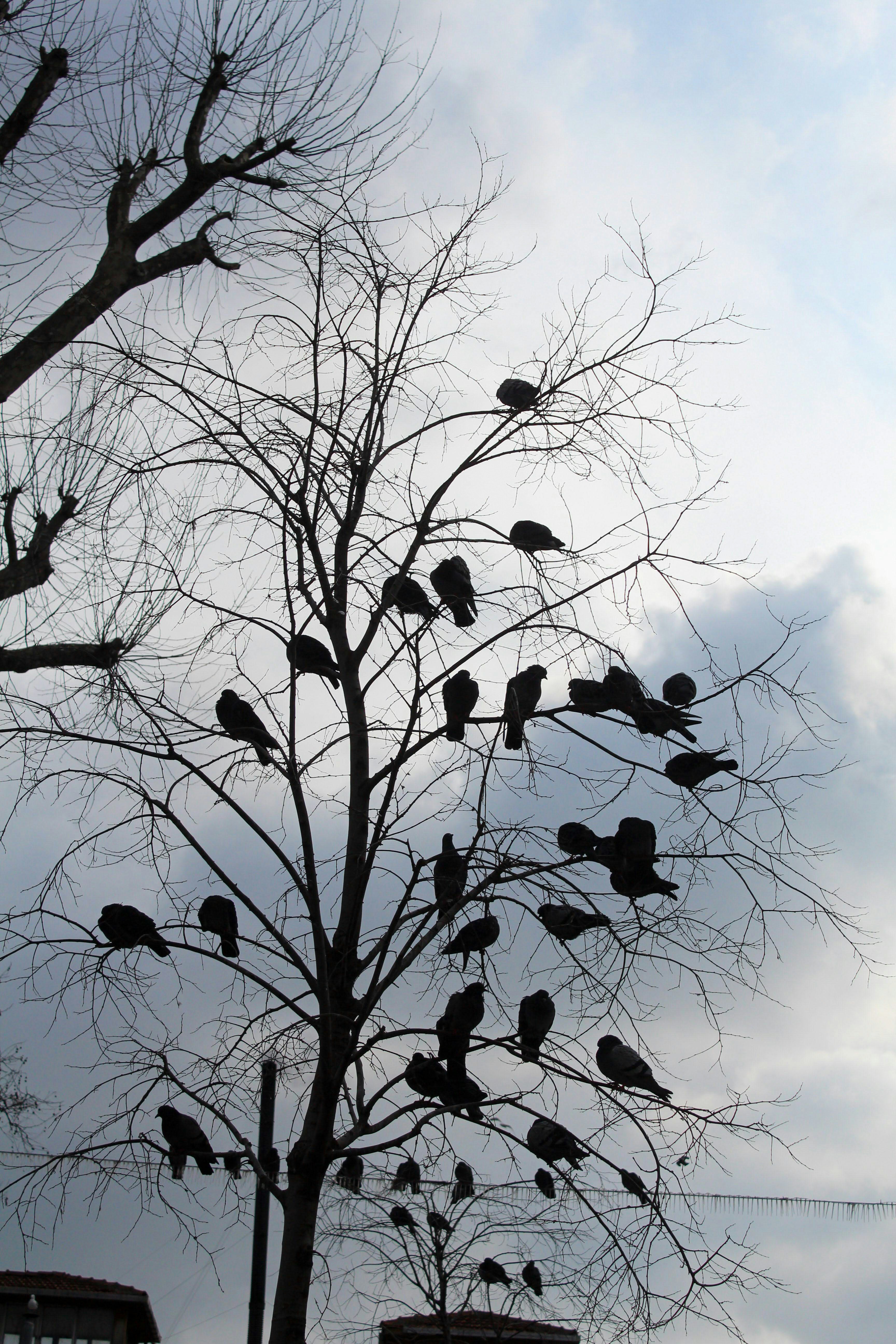 Silhouetted Flock: A Winter Tree Hosting a Chorus of Birds