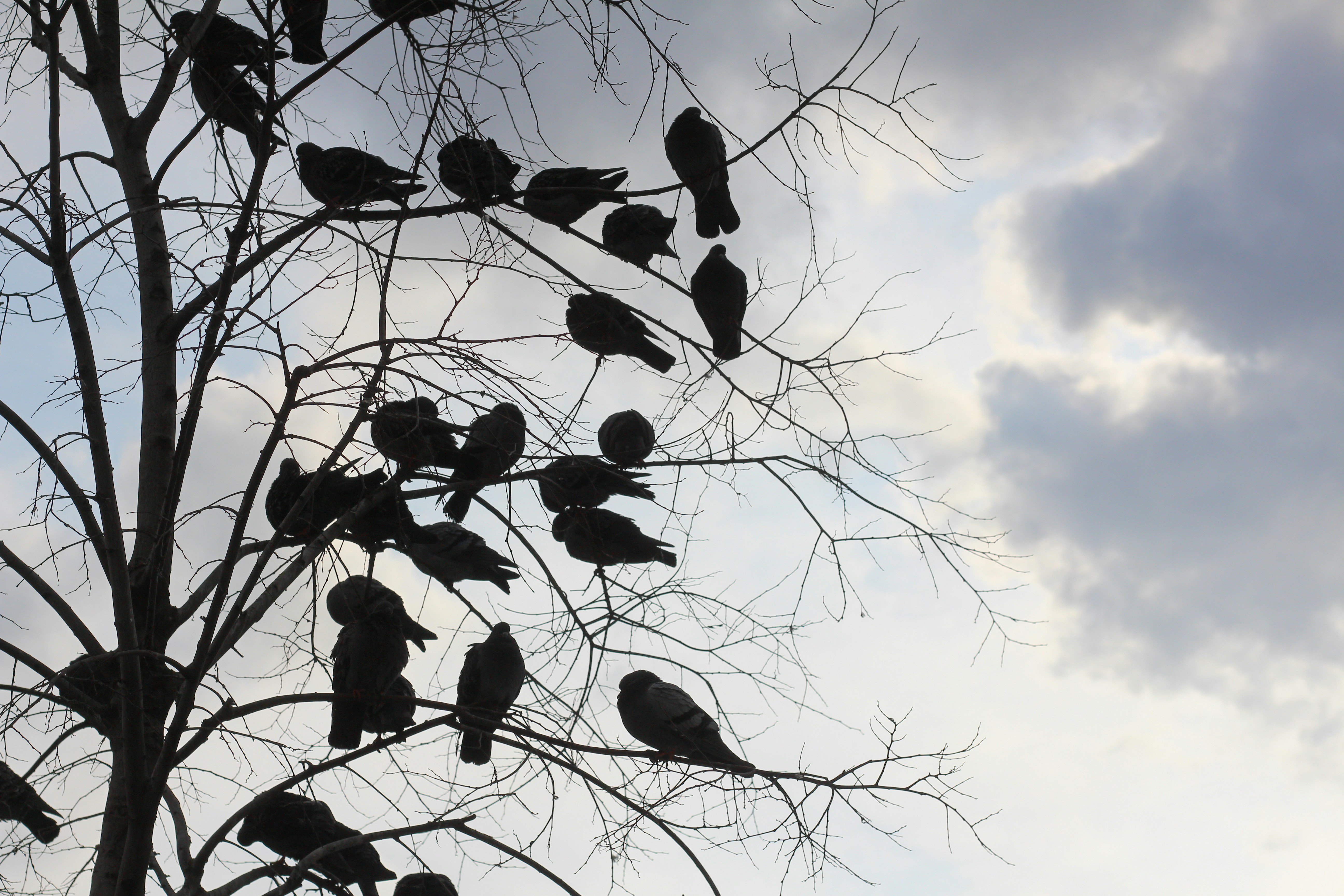 Silhouettes of many pigeons perched on the bare branches of a tree