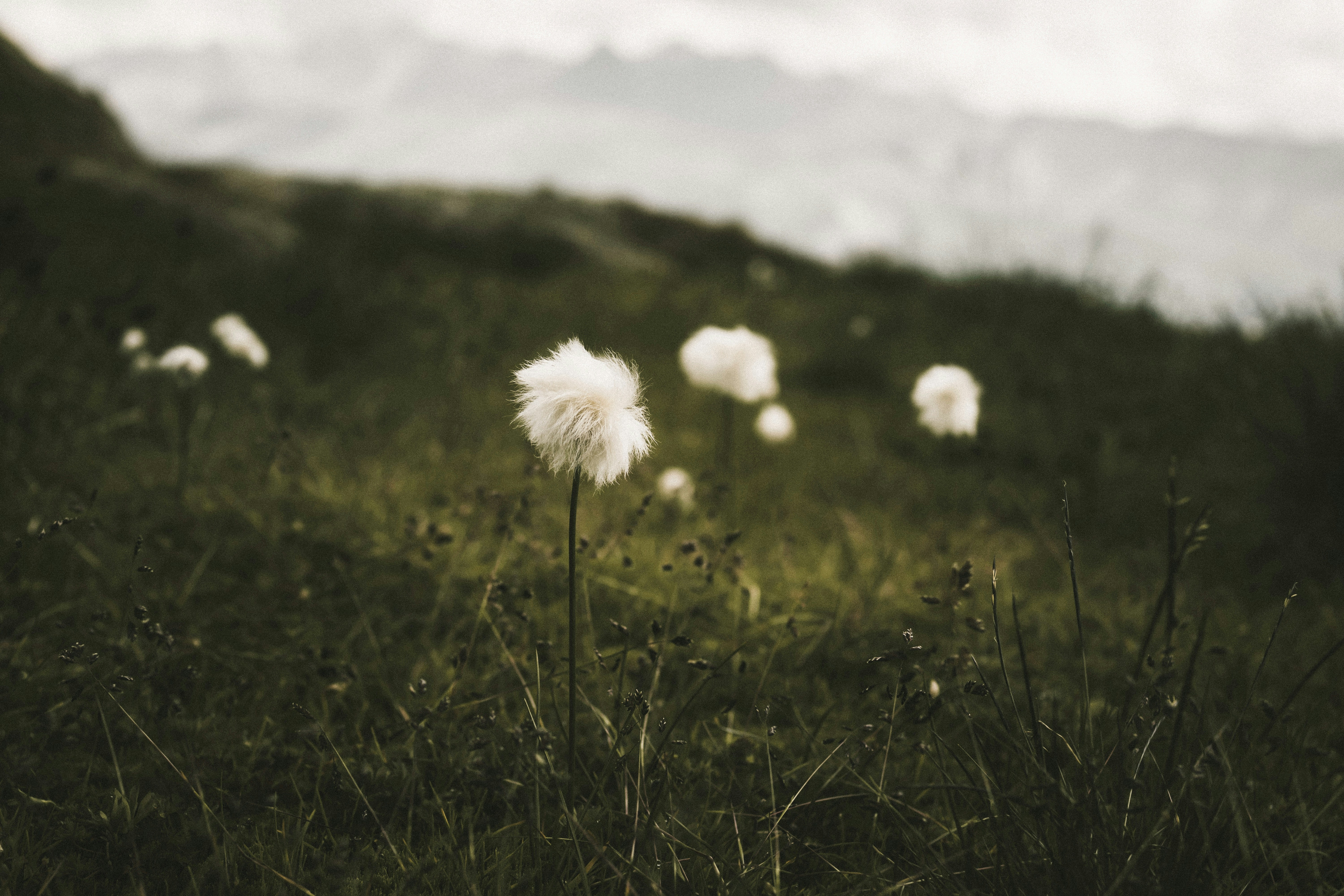 Dandelion Spotlight: A Quiet Meadow in Evening Light