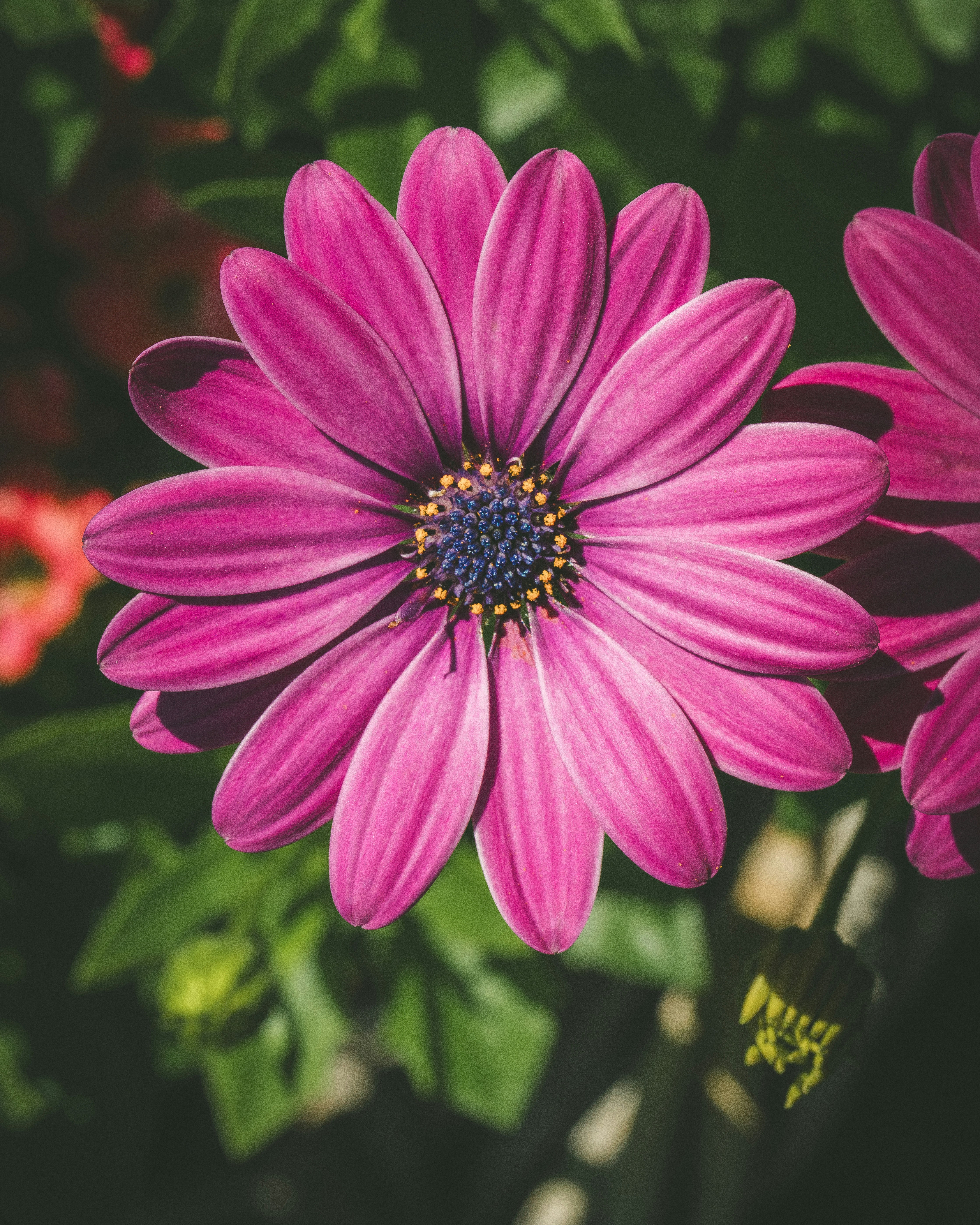 Center Bloom: Magenta Petals Framing a Velvet Core