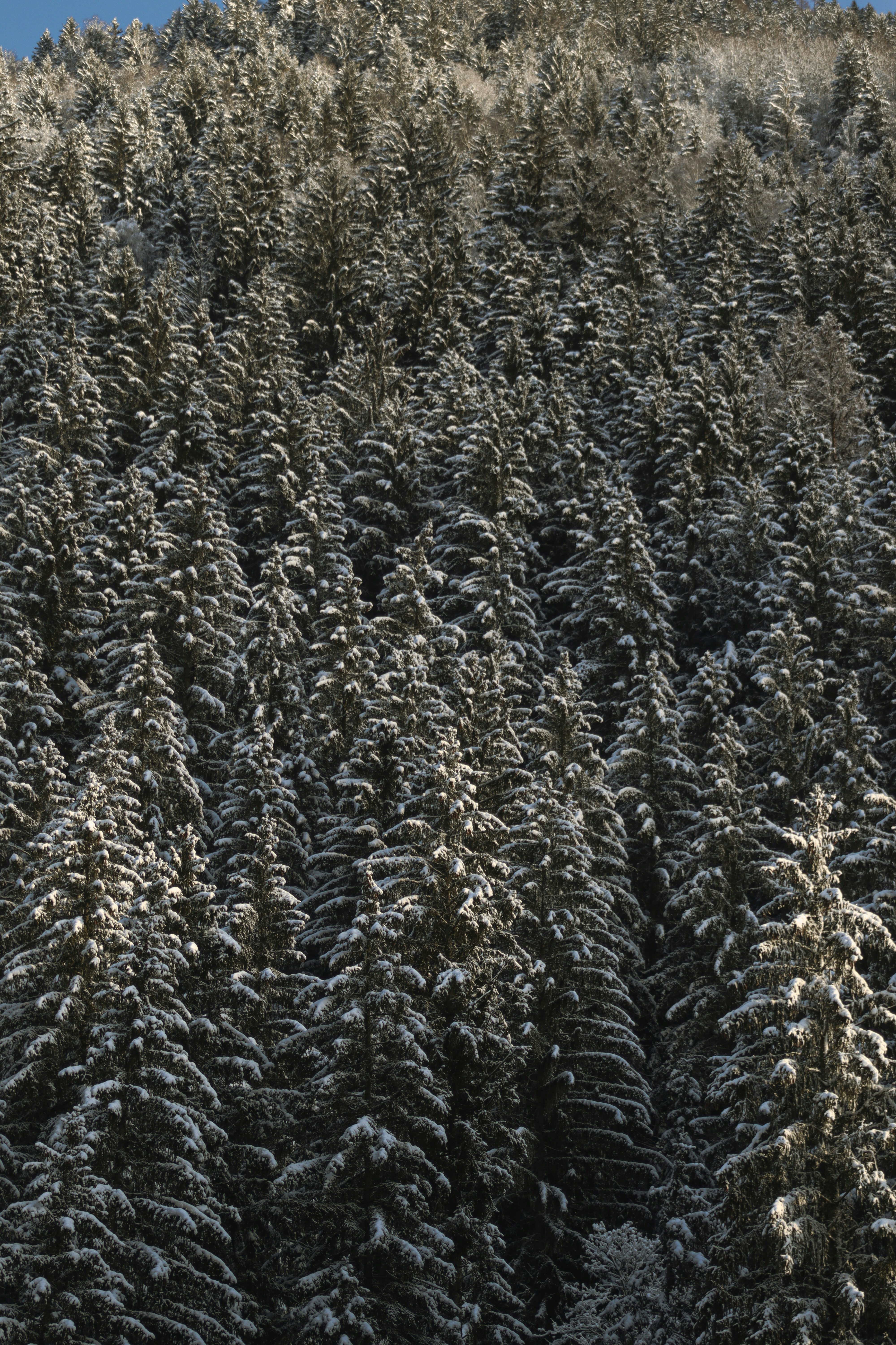 Snow-dusted evergreen forest stretches into the distance, creating a textured winter landscape with soft light. A high-density stand emphasizes vertical rhythm and quiet depth.