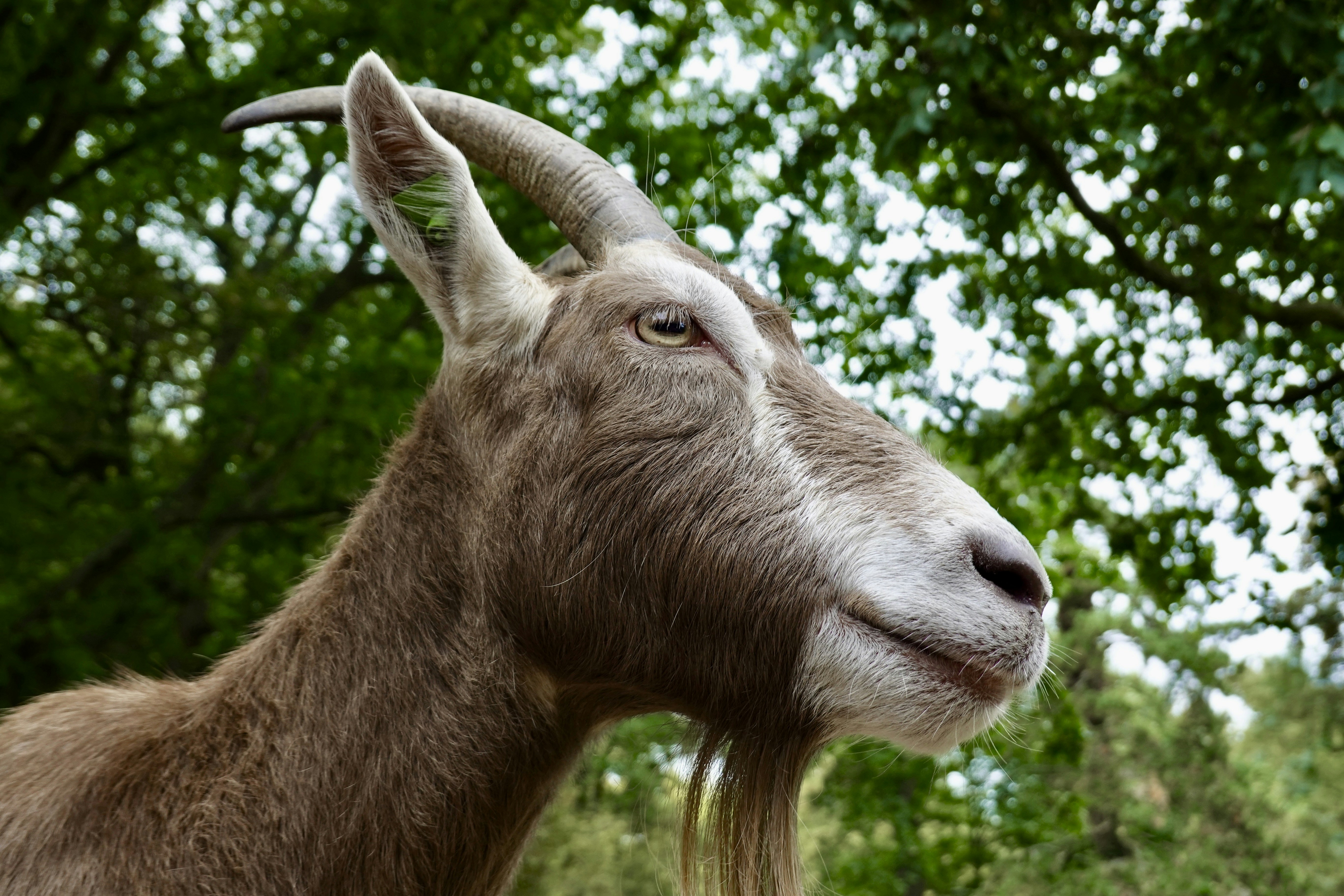 Goat in profile with lush green foliage in background; close-up emphasizes facial features and beard texture. A natural outdoor portrait with emphasis on the animal's presence.