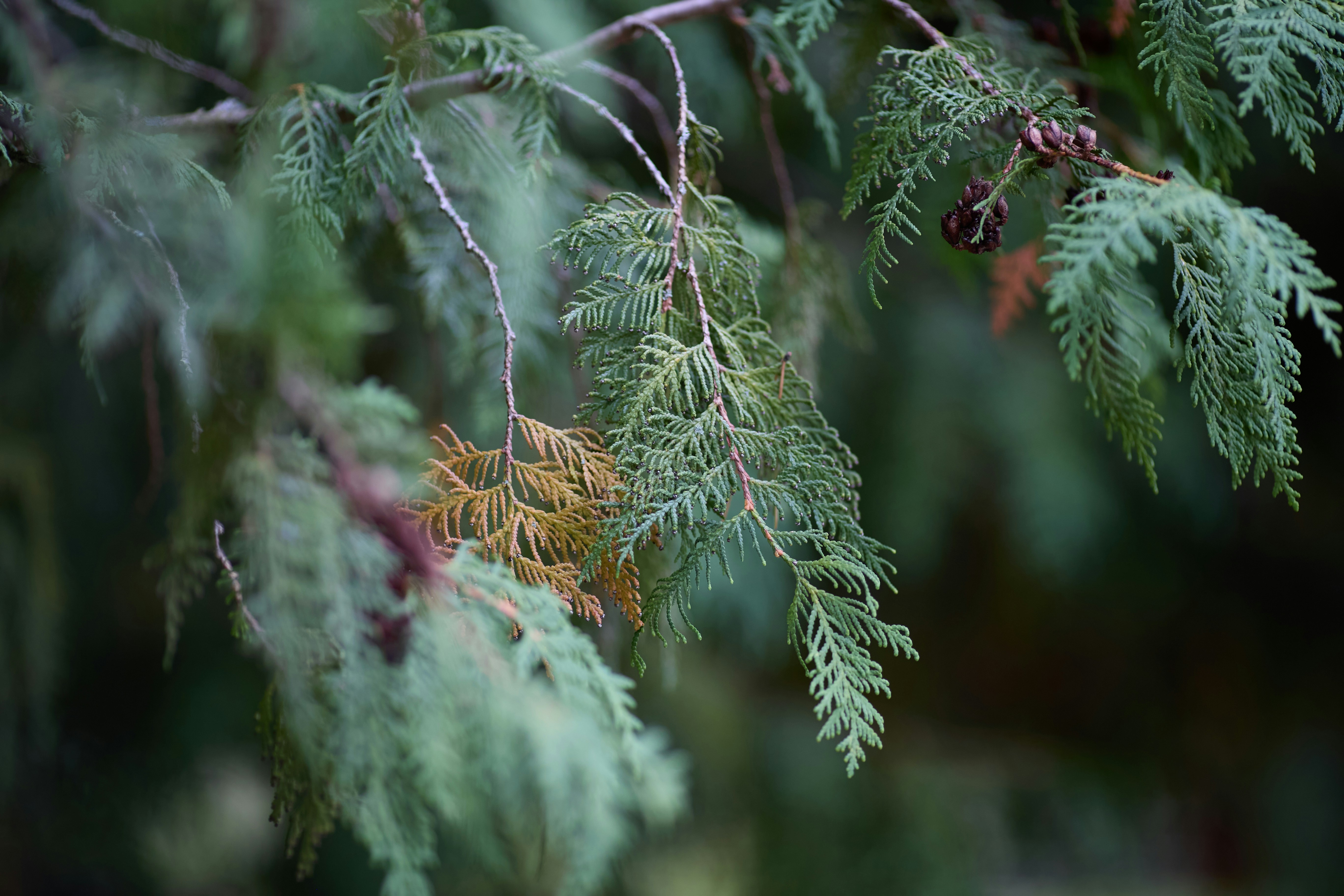 Autumnal Fern Fronds in Soft Focus Greenery