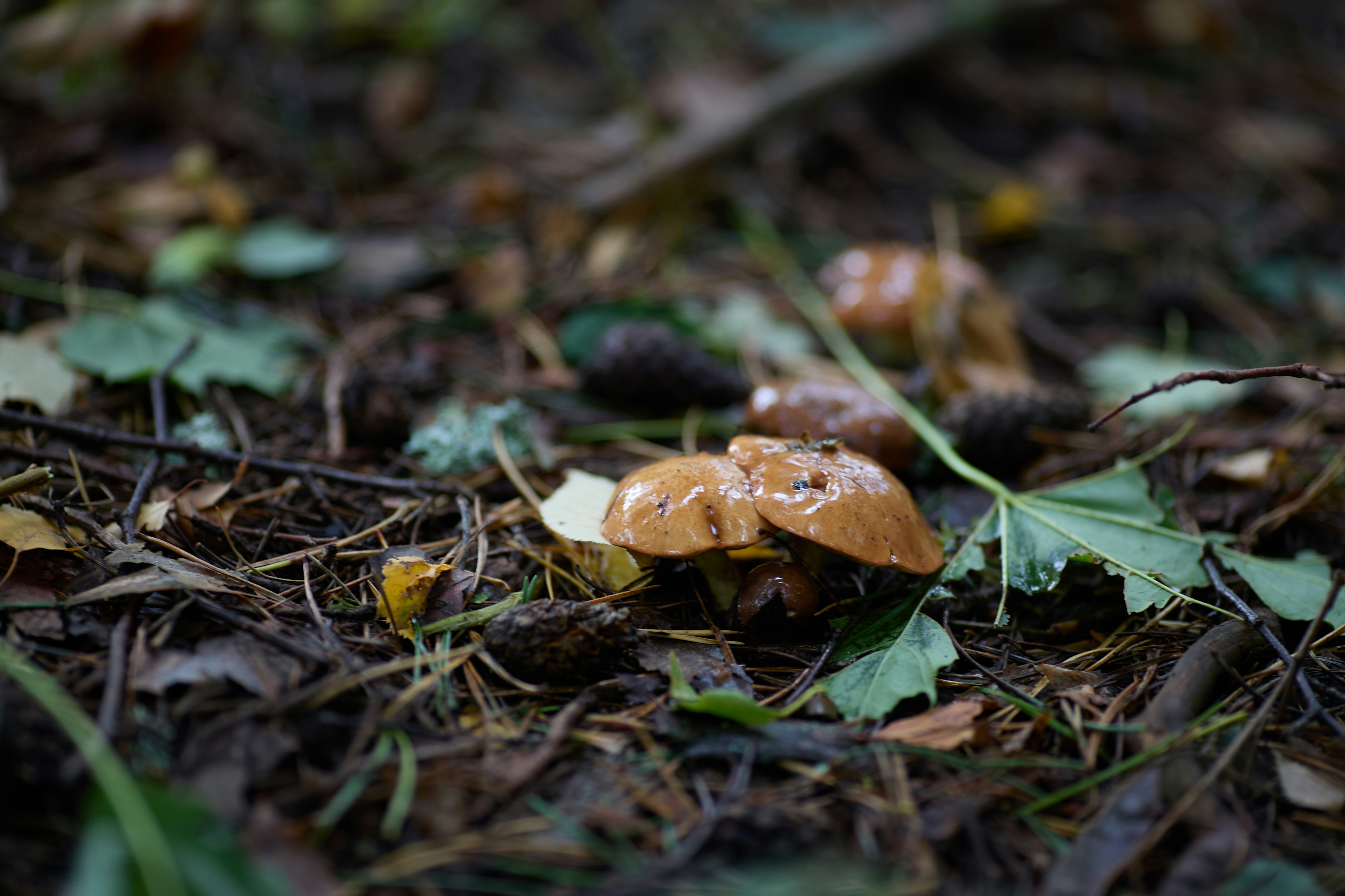 Mushroom Sentinel: A Glowing Cap Amid Forest Debris