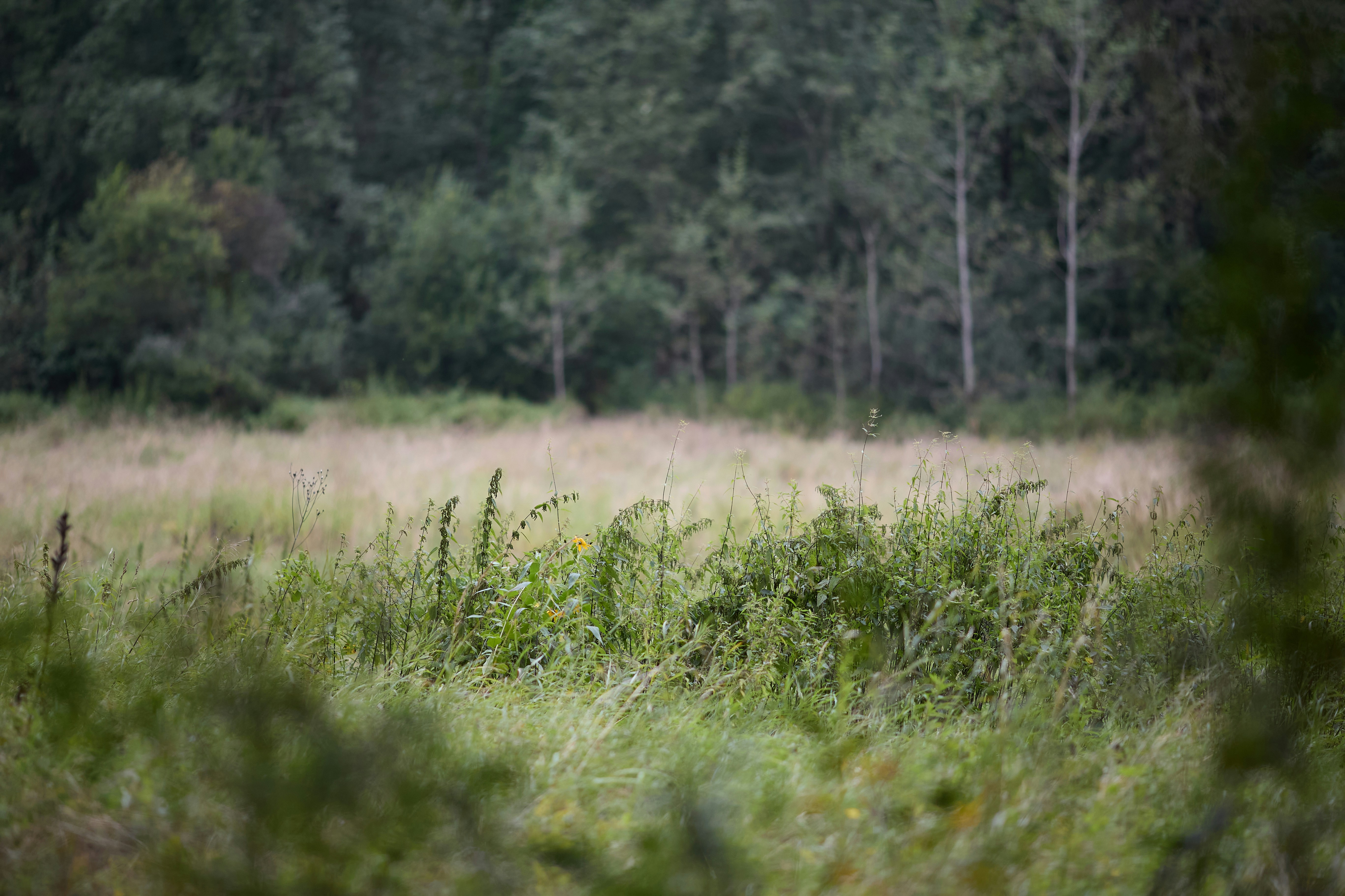 Field of Quiet Grasses Beneath a Distant Tree Line