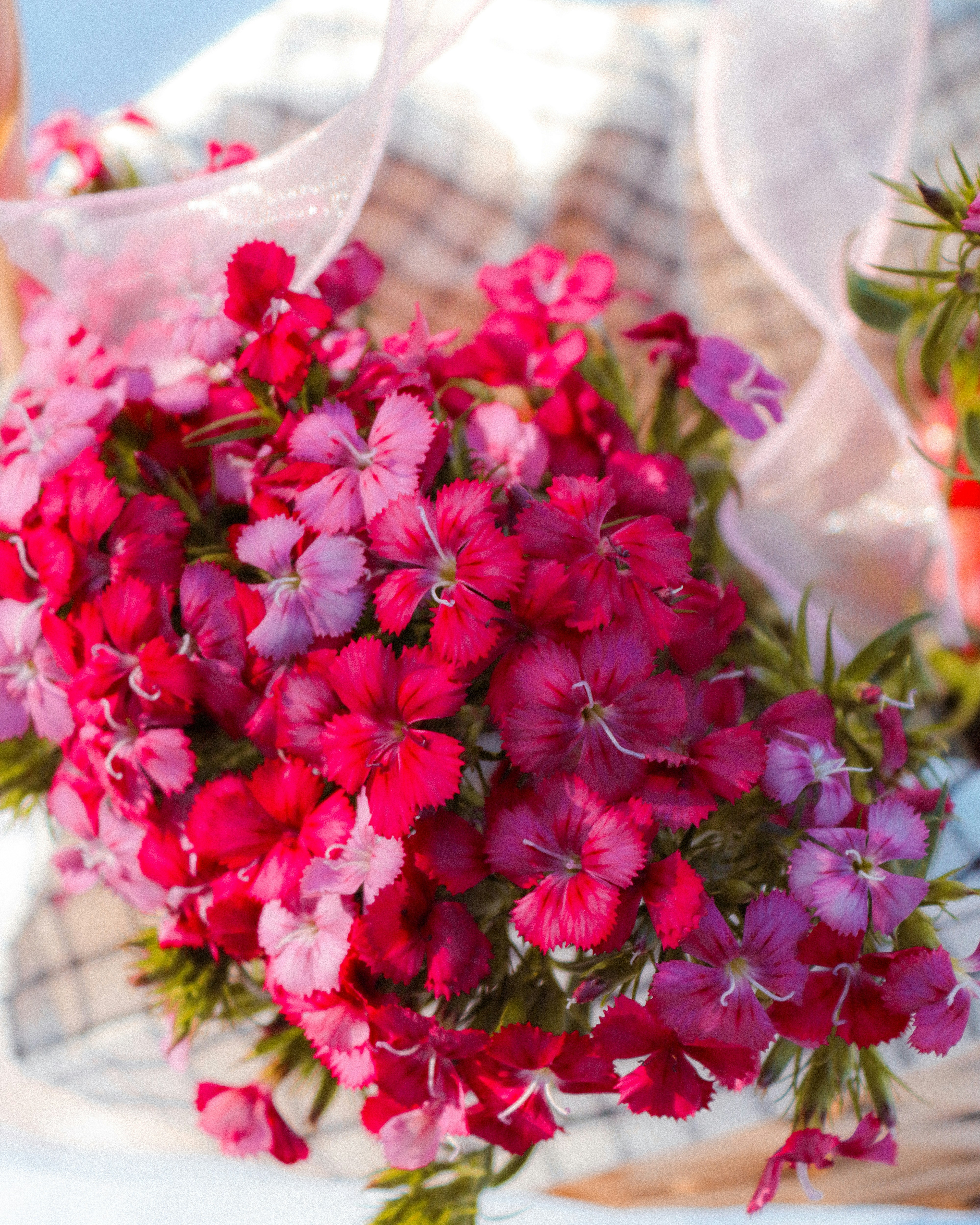 Blooming Bouquet in Soft Focus Shade