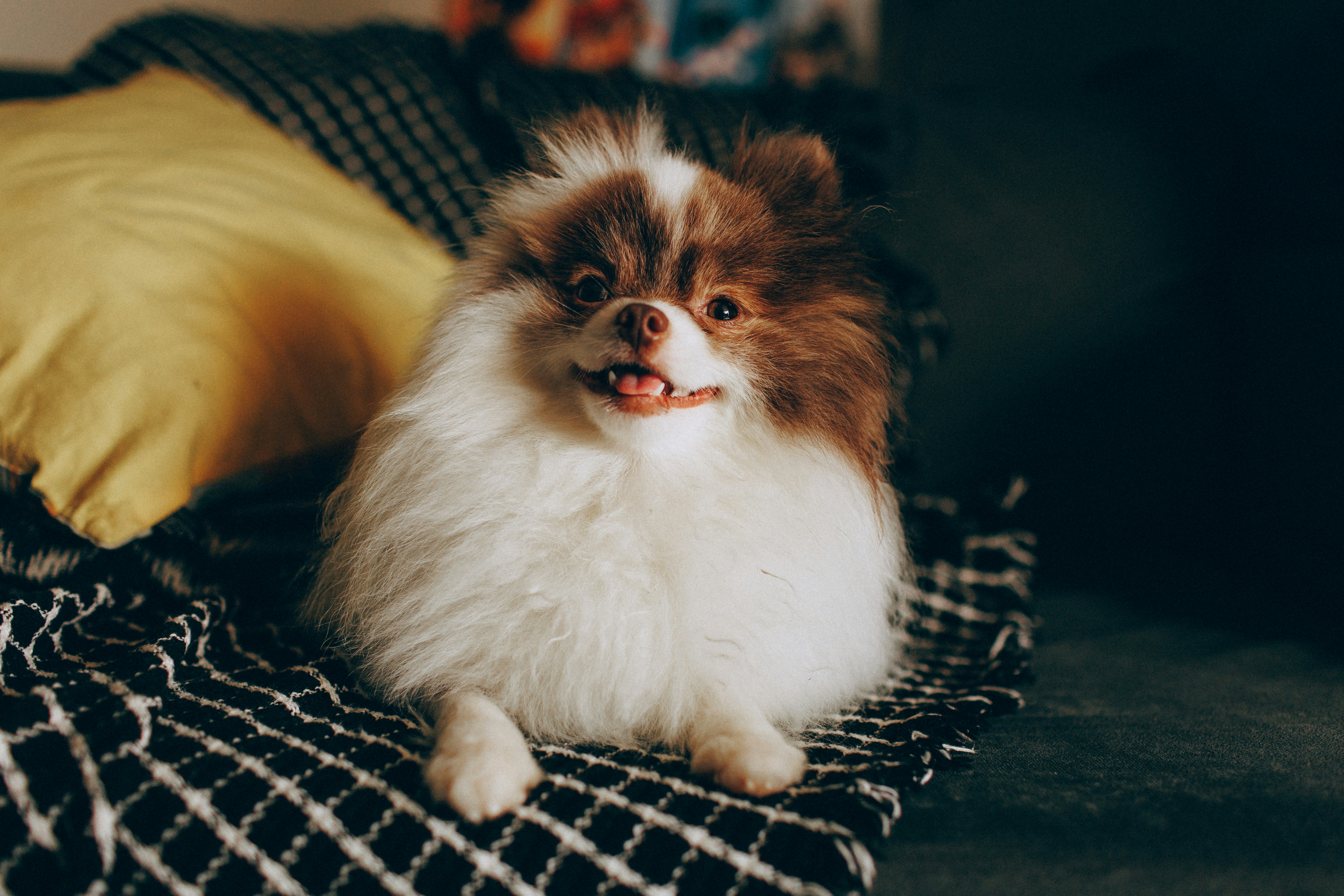Fluffy Pompom in Focus: A Brave Smile on a Cozy Bed