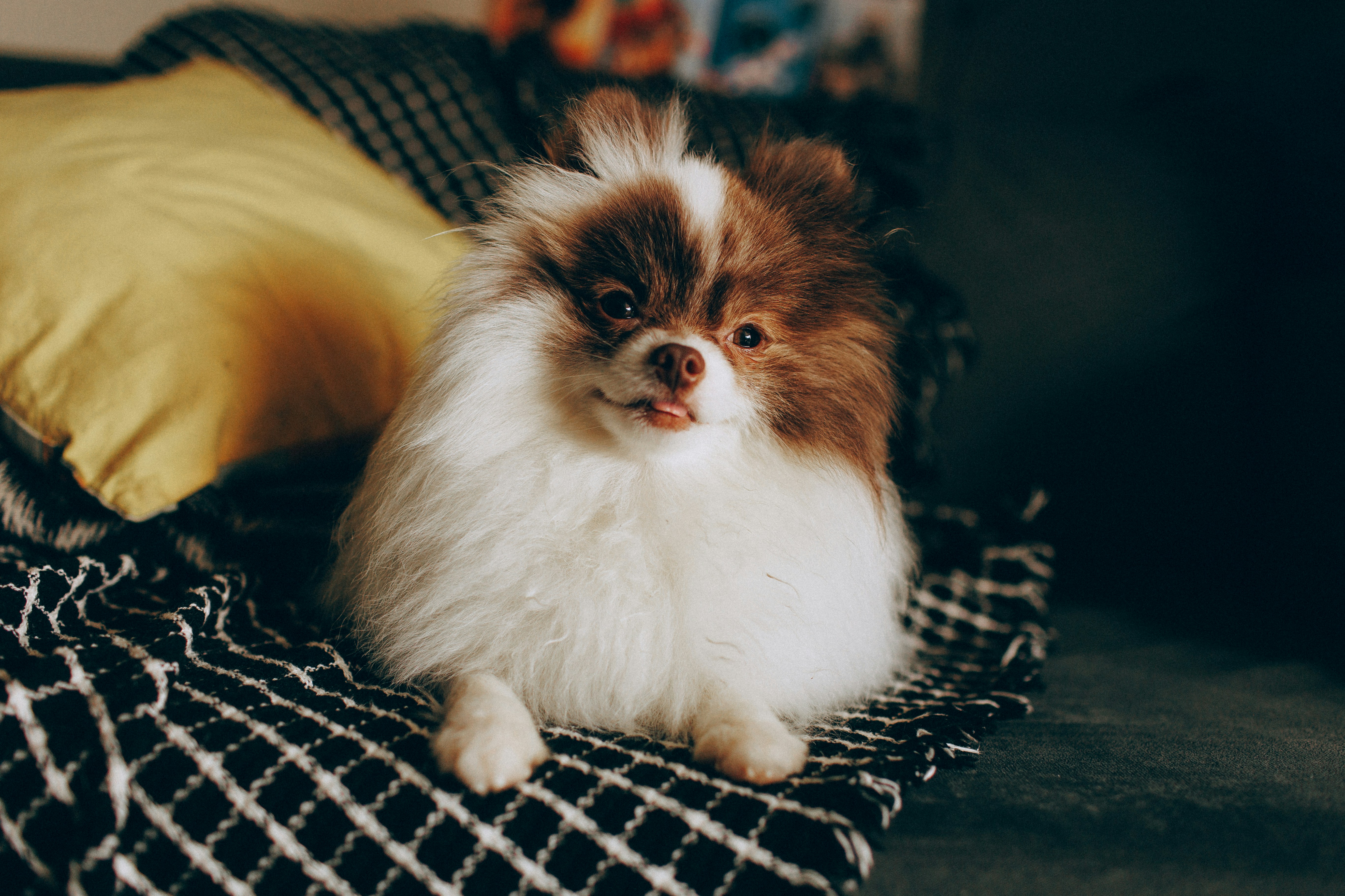 Fluffy Pompom Watcher on a Cozy Bed