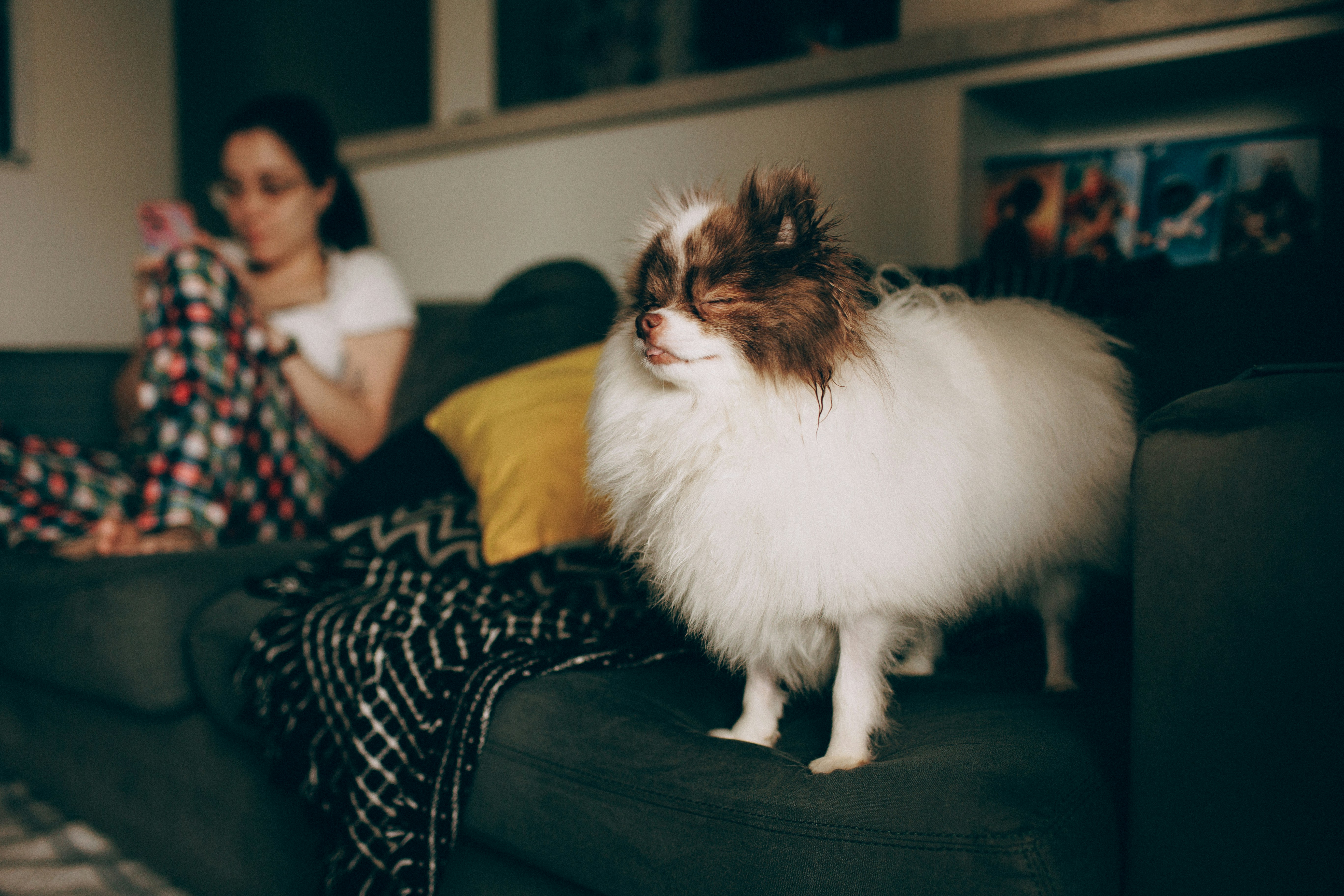 A fluffy dog stands on a sofa while a person sits in the blurred background, creating a cozy domestic scene.